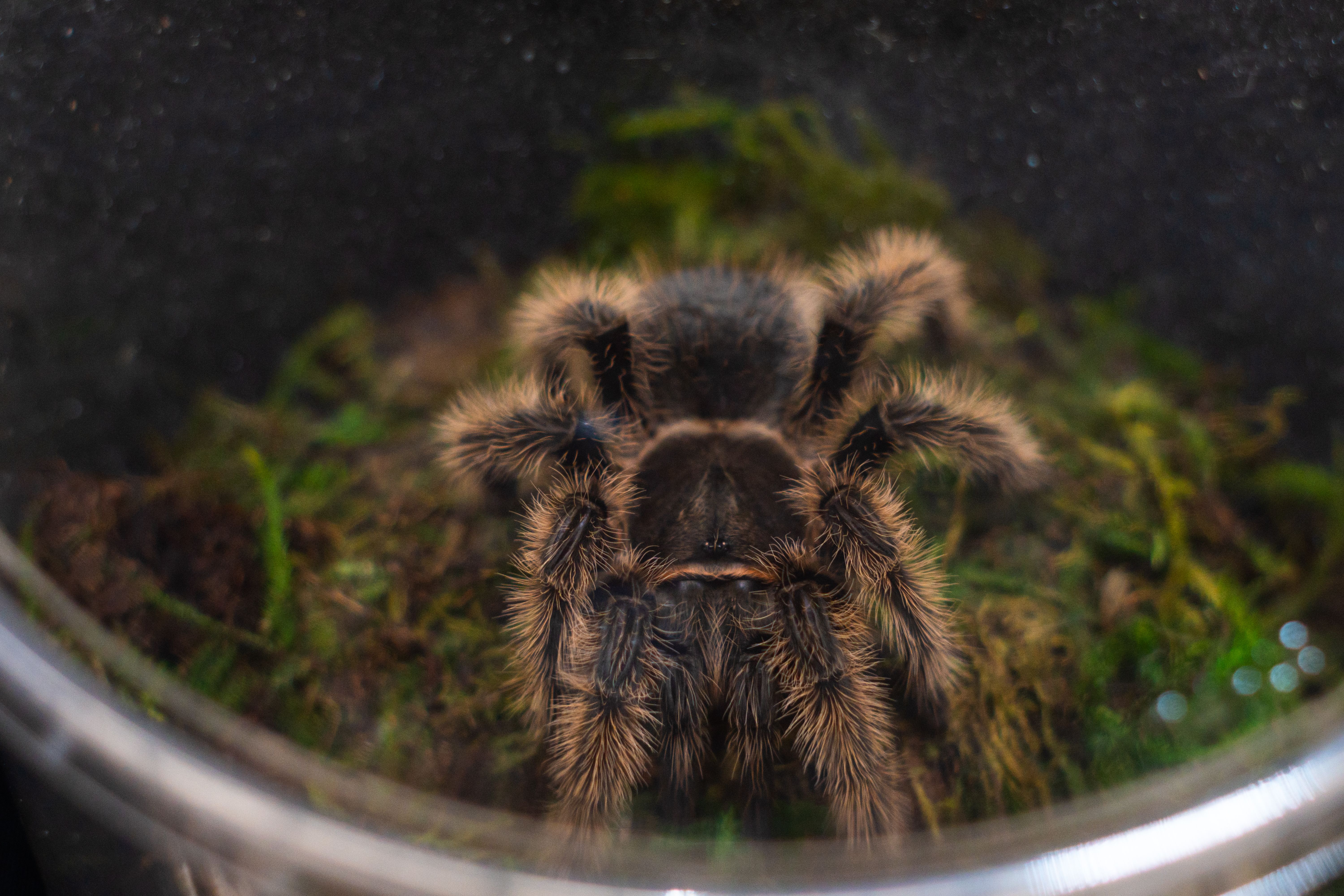 Tarantula in Glass · Free Stock Photo