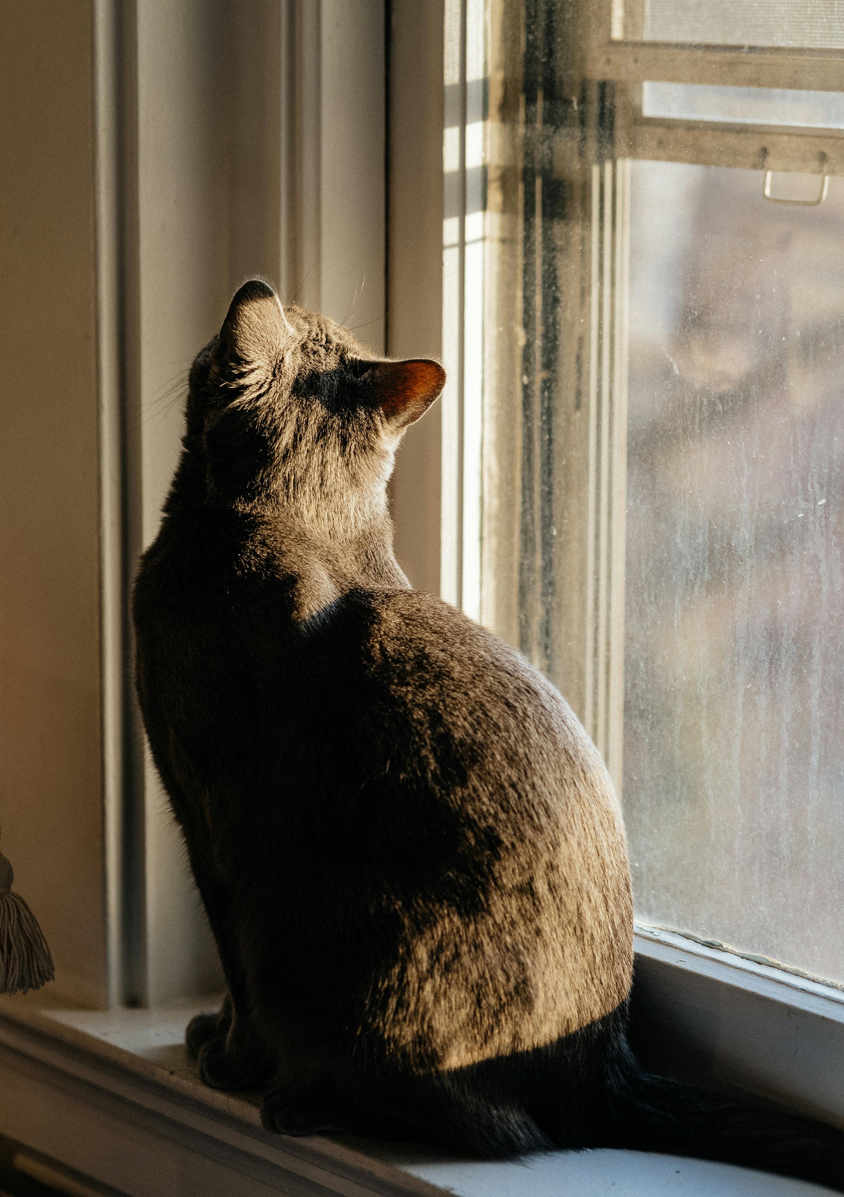 Back View of a Cat by a Window · Free Stock Photo