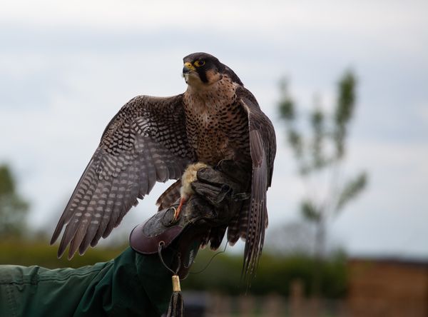 Falcon Photos, Download The BEST Free Falcon Stock Photos & HD Images