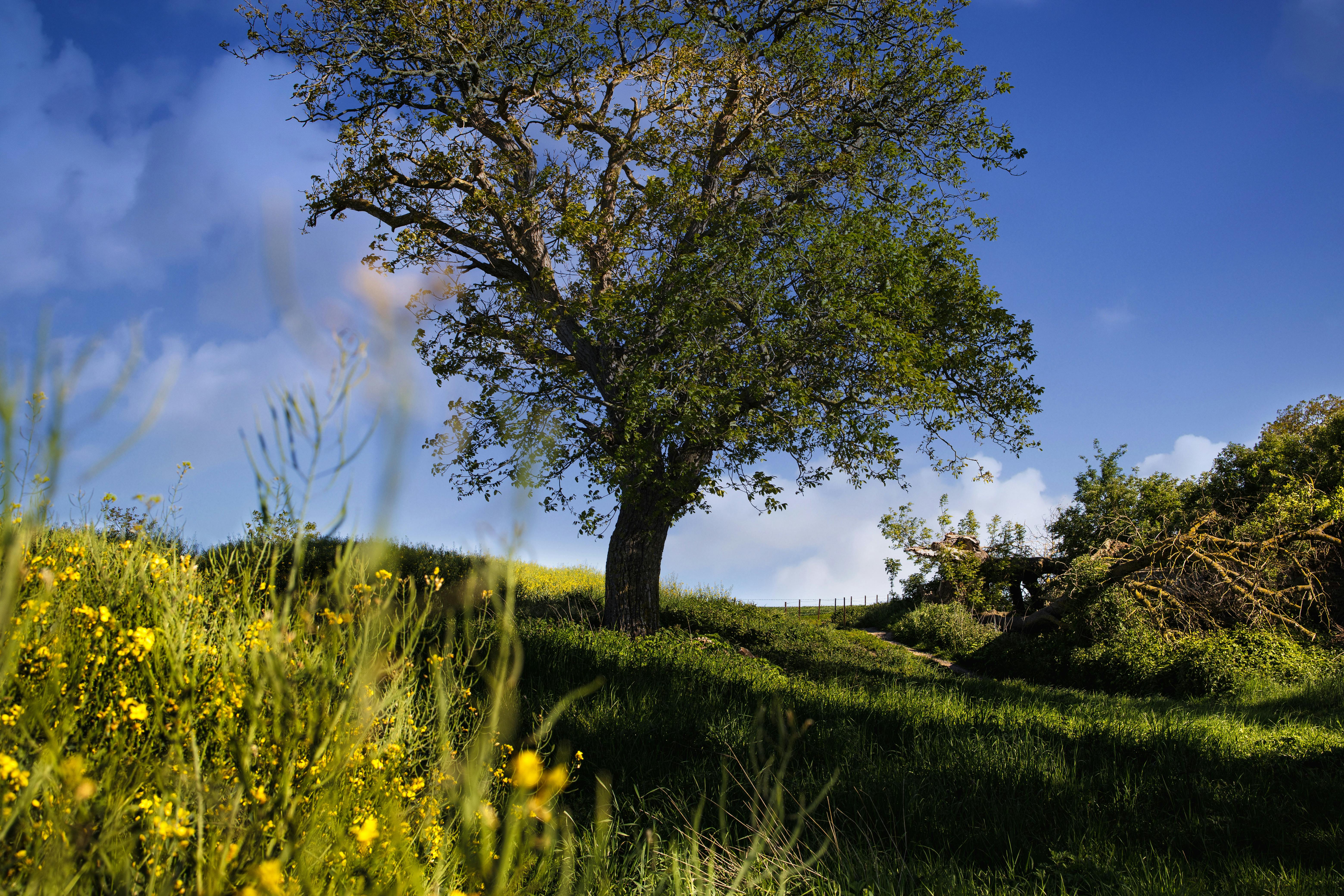 Tall Green Tree · Free Stock Photo