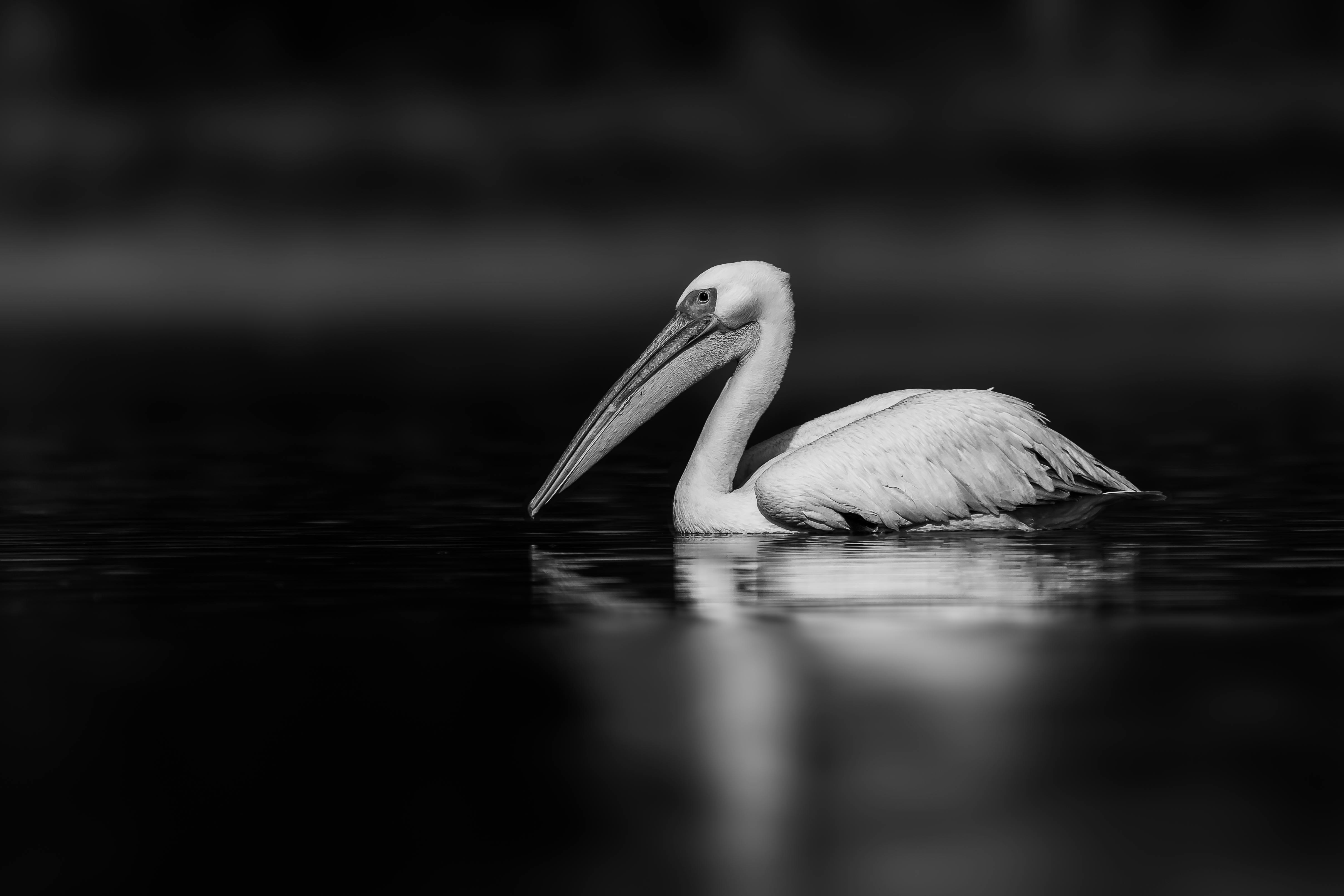 Side View Photos, Download The BEST Free Side View Stock Photos & HD Images