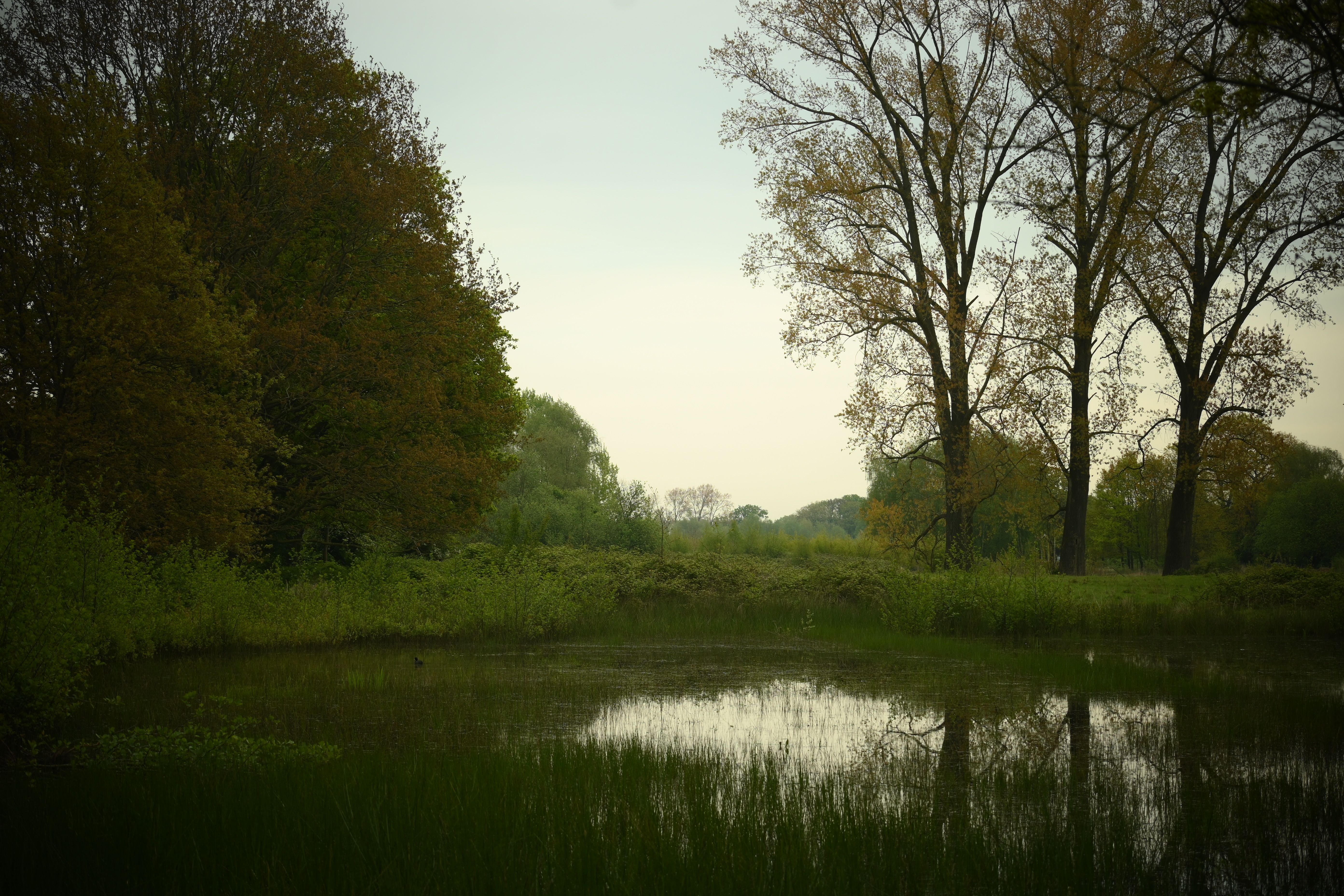 Lake on Swamp · Free Stock Photo