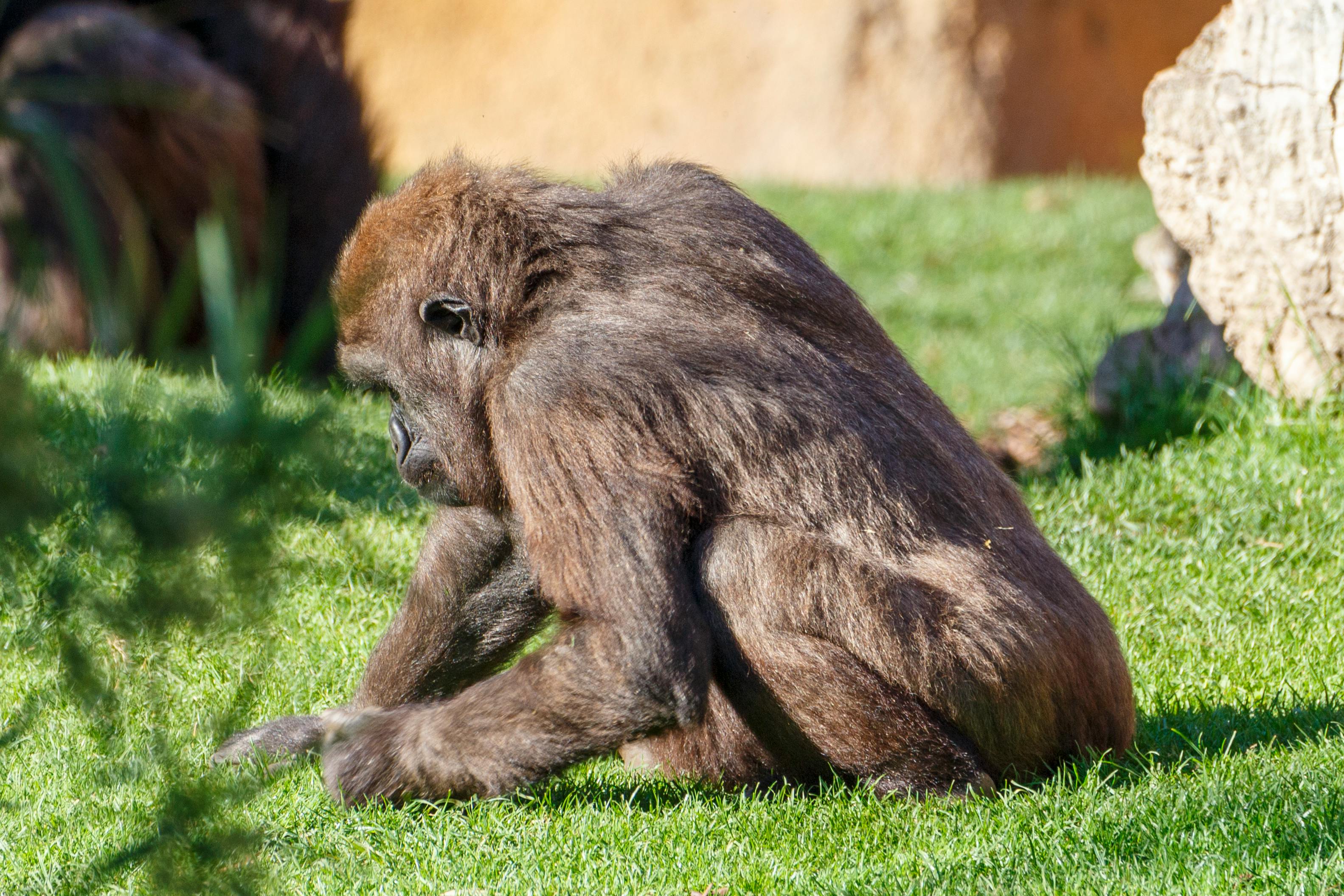 Close-up of a Monkey Sitting on a Lawn · Free Stock Photo