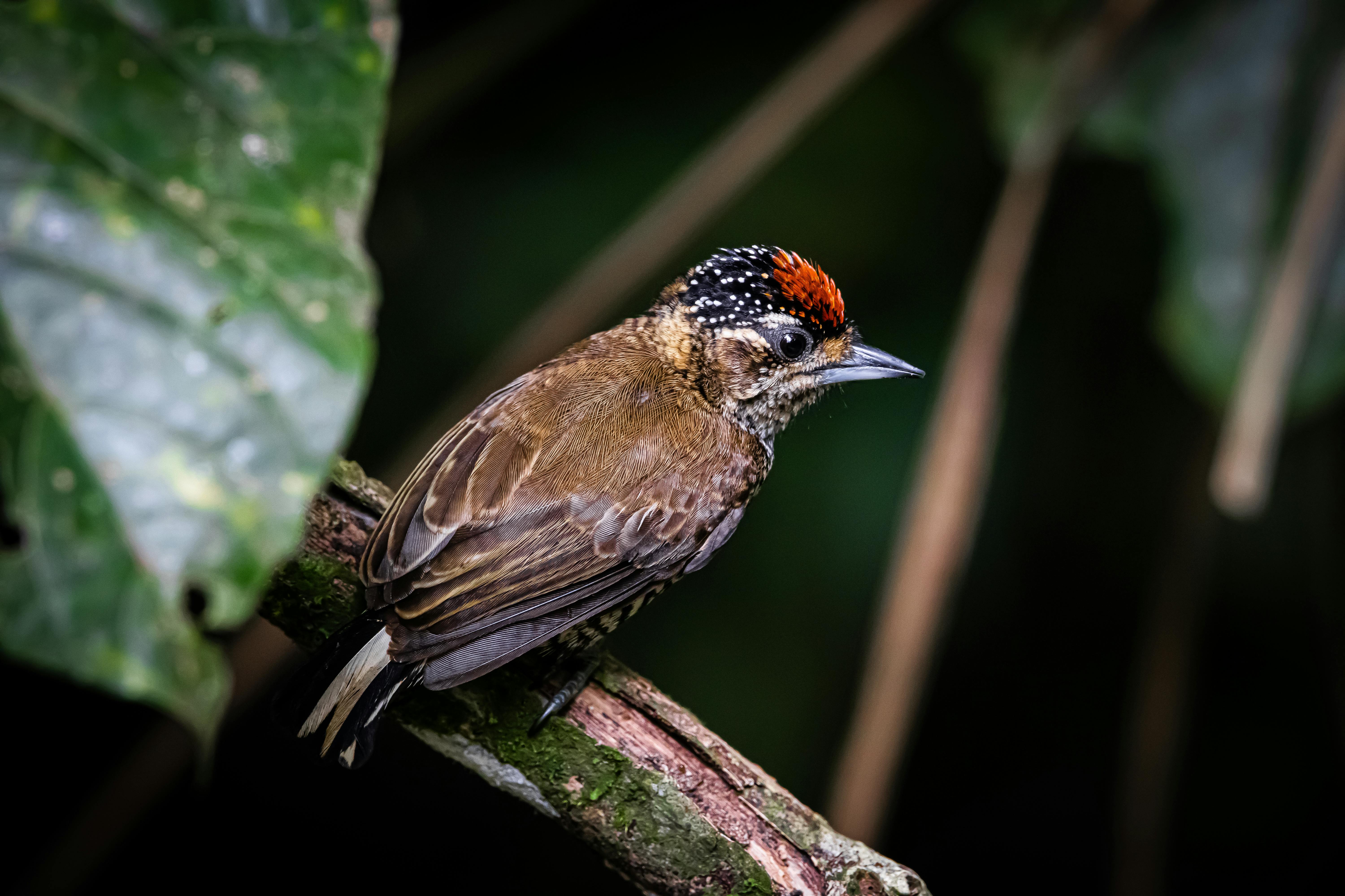 White-barred Piculet Bird · Free Stock Photo