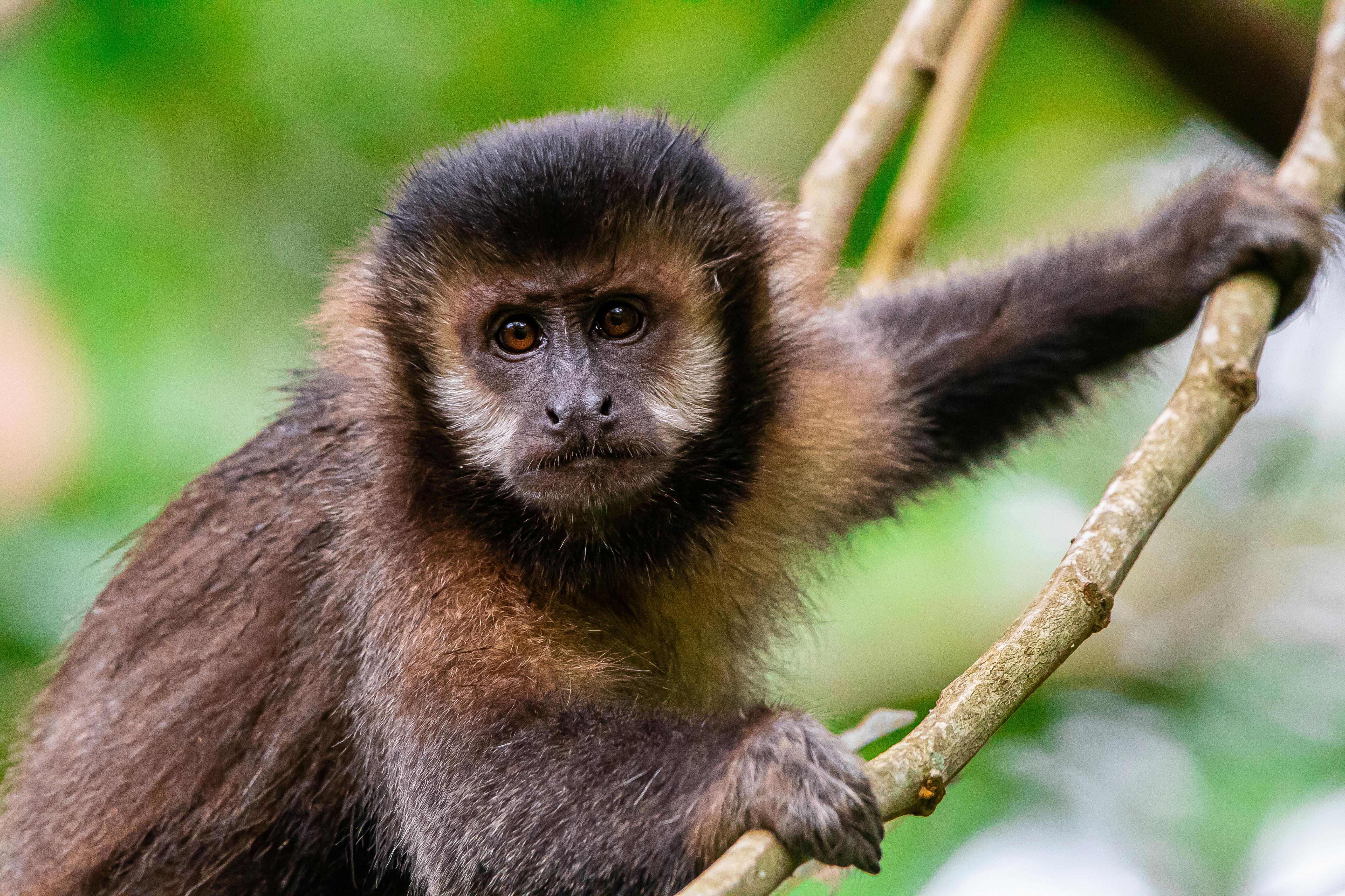 Macaco Prego · Free Stock Photo