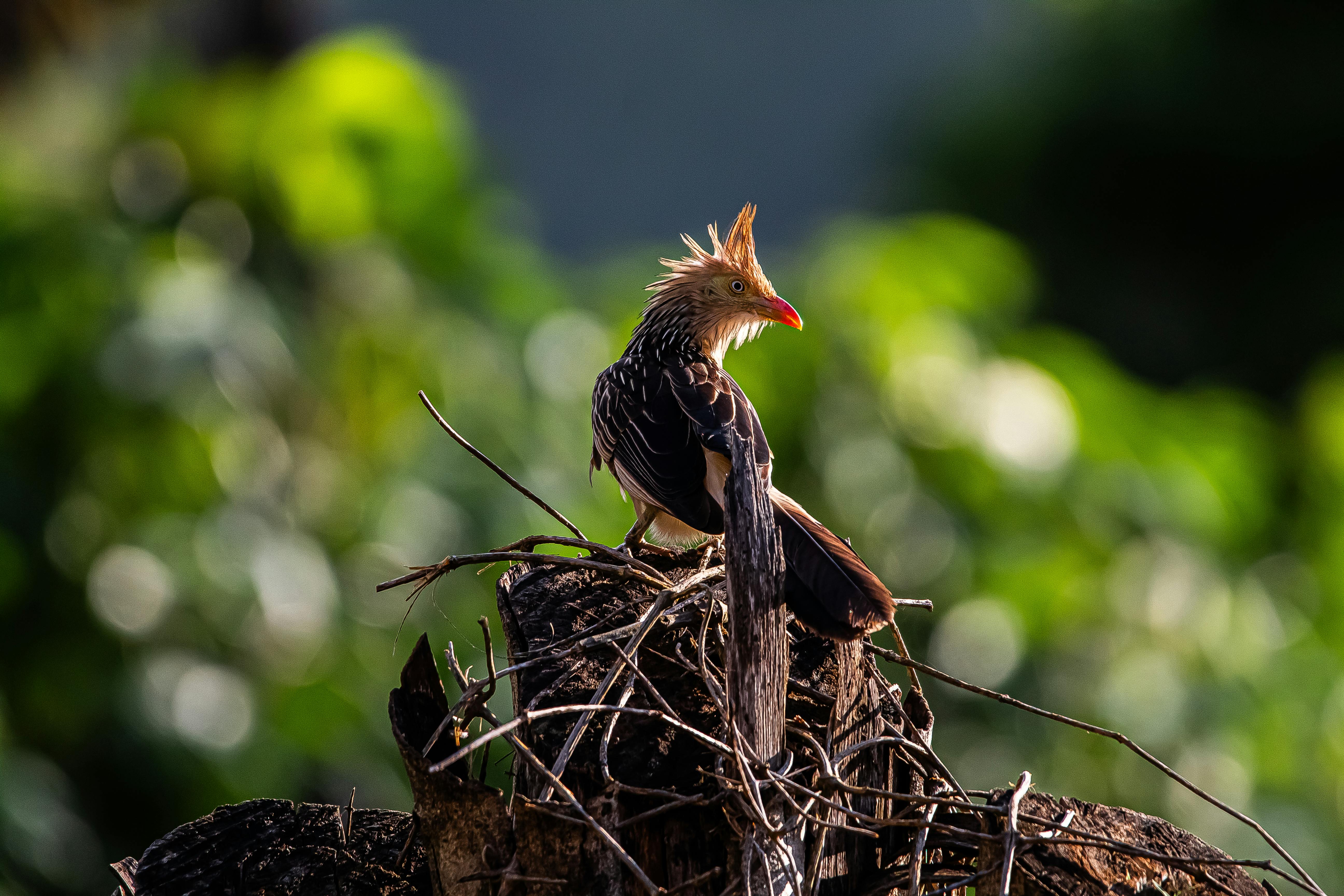 Foto stok gratis tentang alam, alam liar, amerika selatan, bangsa ...