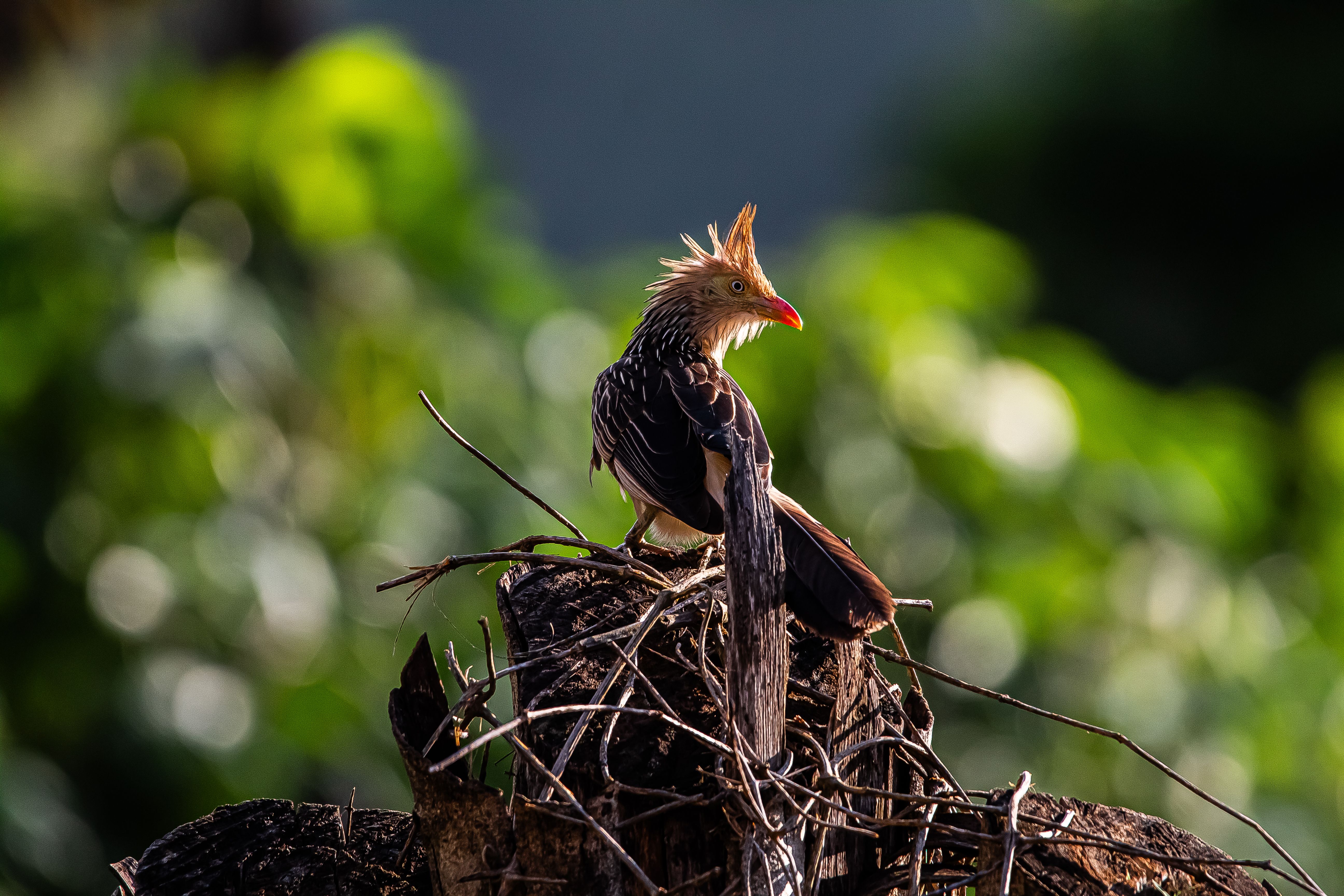 Guira Cockoo Bird · Free Stock Photo