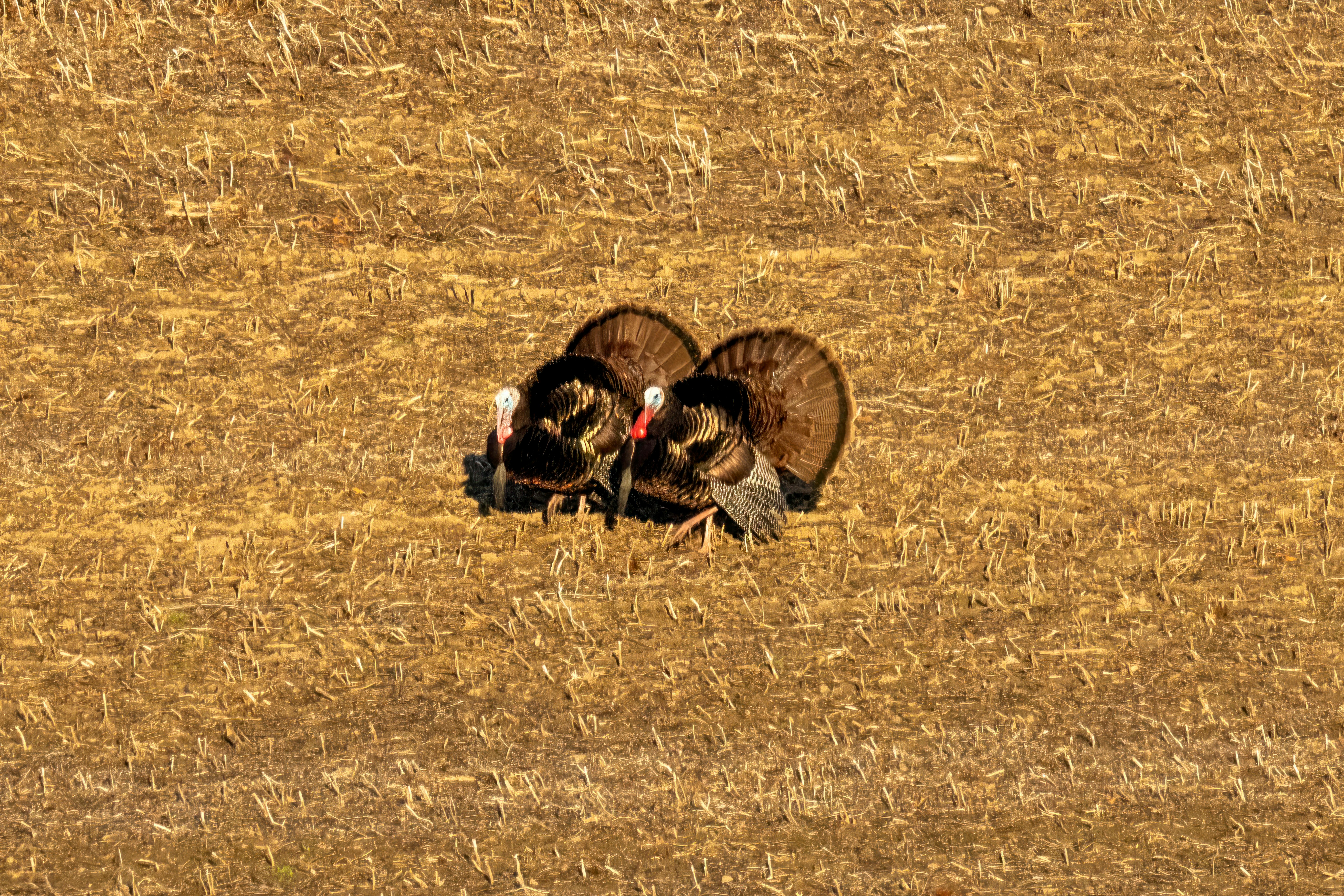 Two Turkeys in a Field · Free Stock Photo