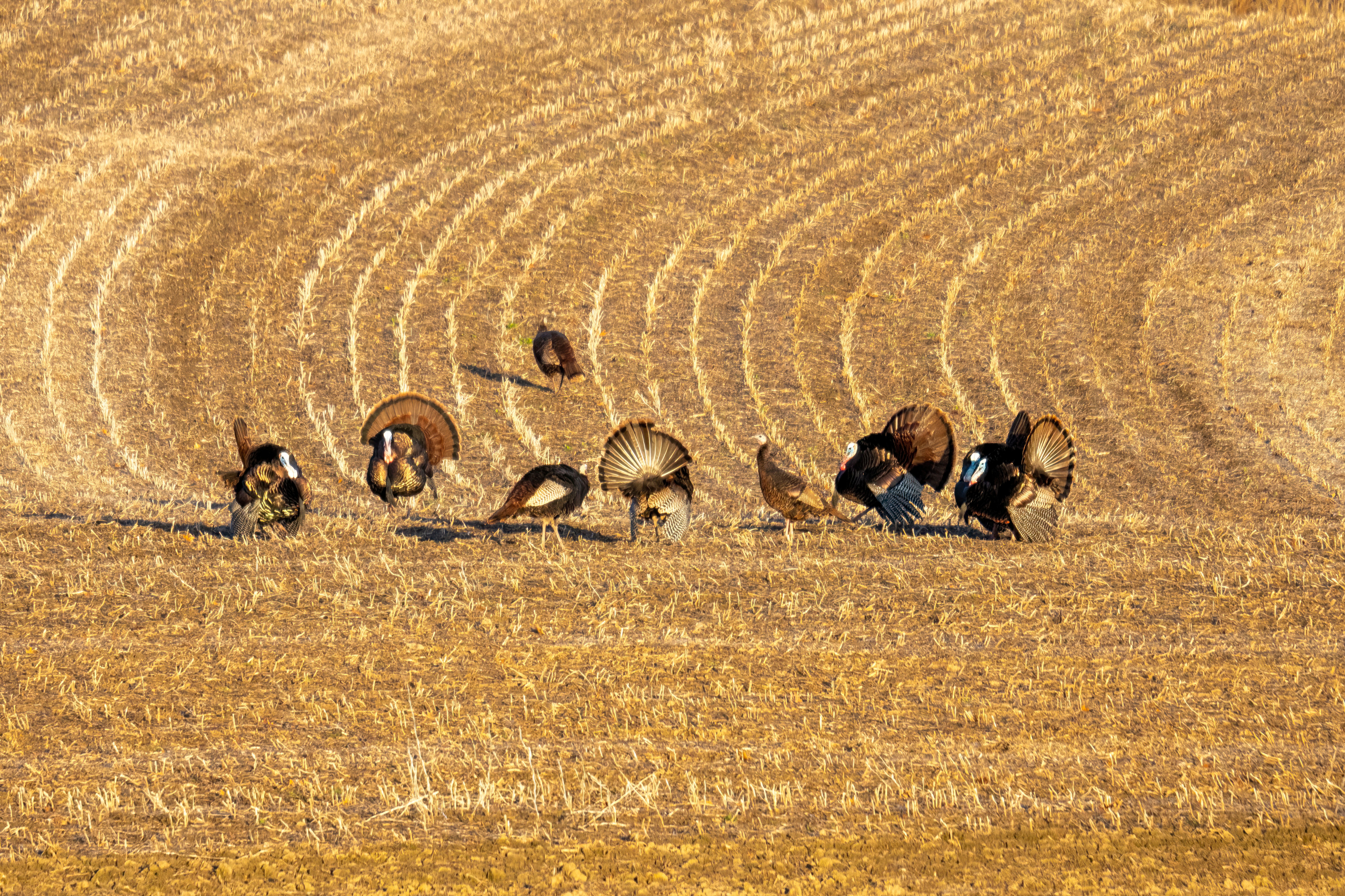 Turkeys Walking on a Cropland · Free Stock Photo