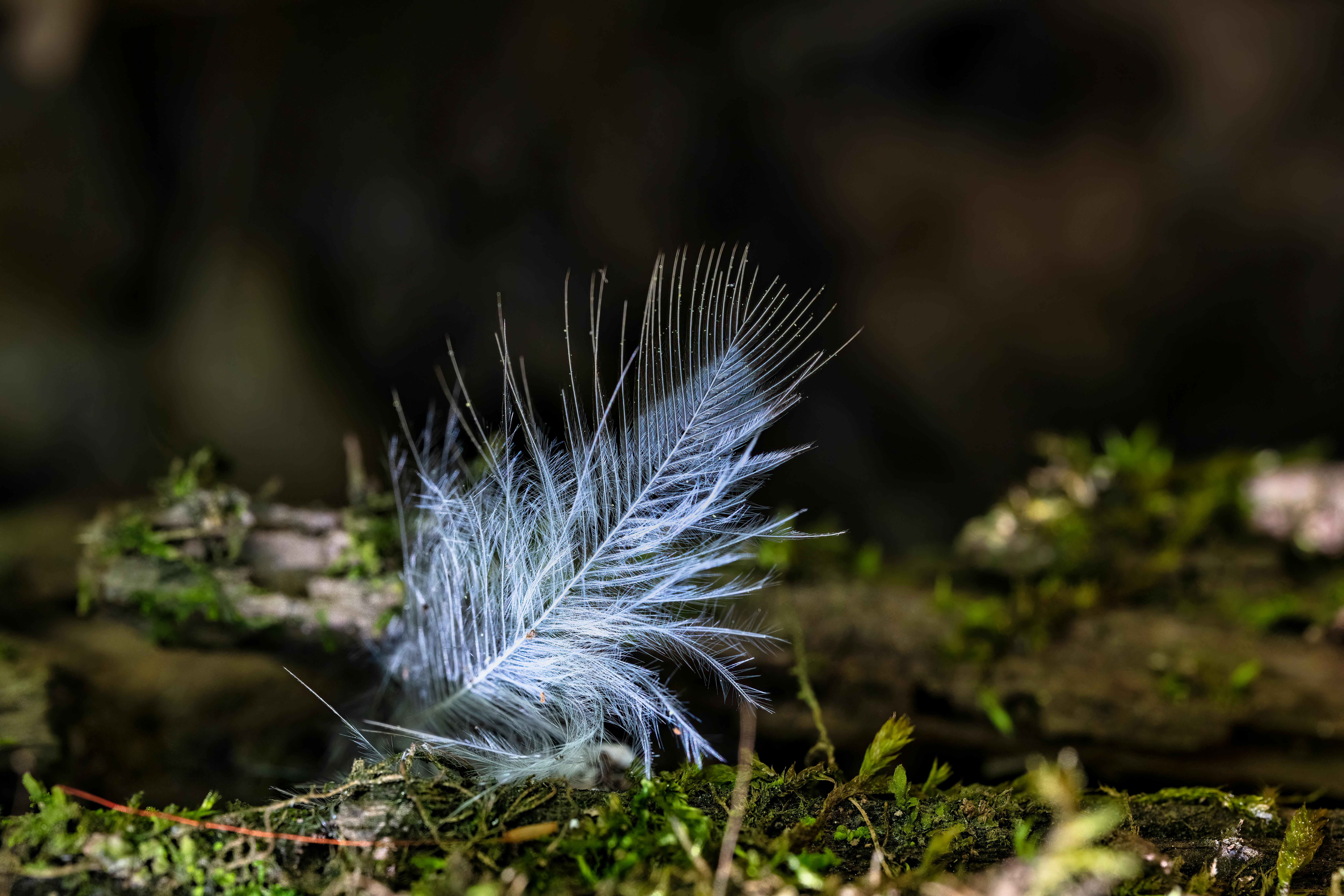 Close-up of a Feather · Free Stock Photo