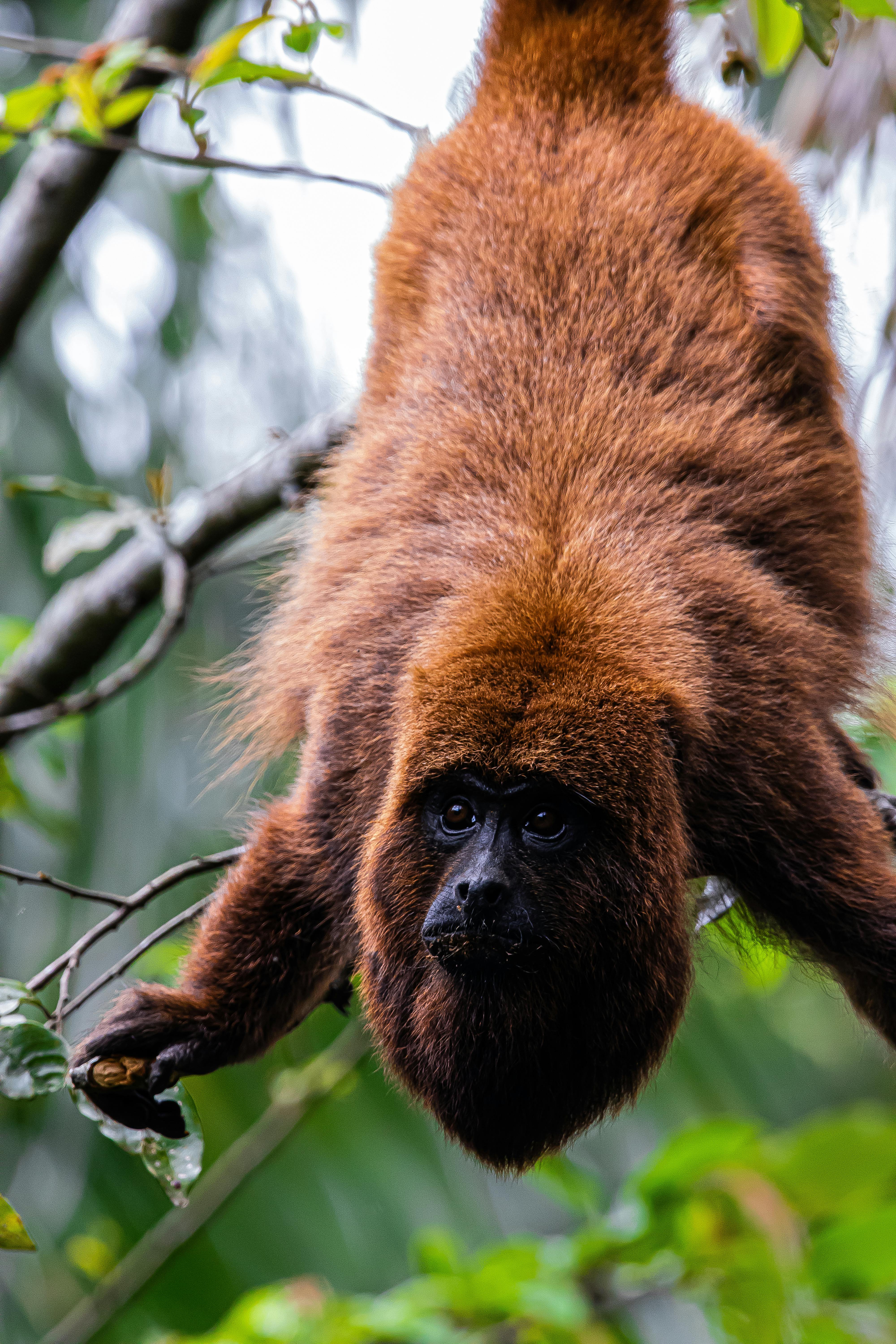 Bugio Ruivo · Free Stock Photo