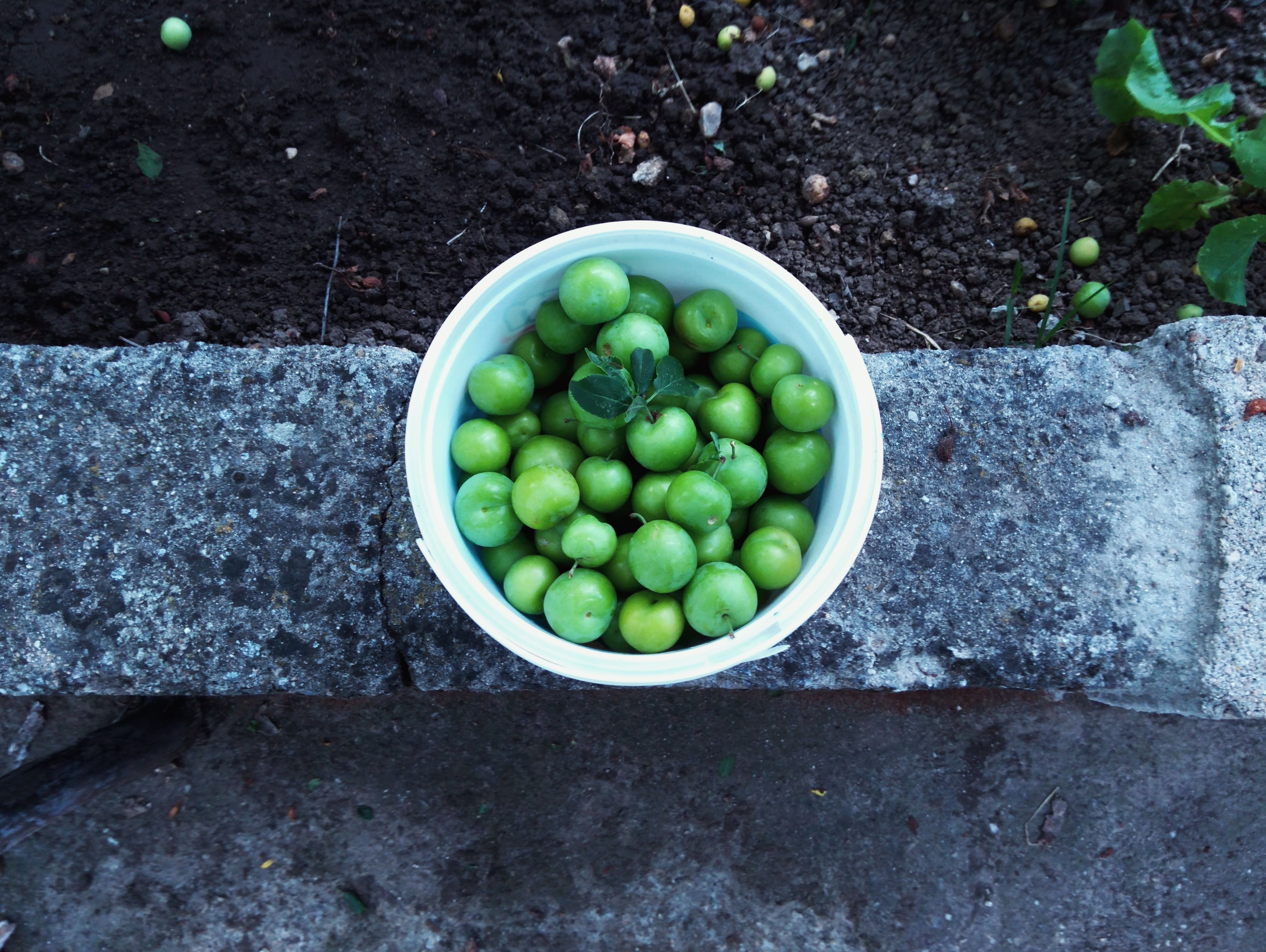 Green Gage Photos, Download The BEST Free Green Gage Stock Photos & HD ...