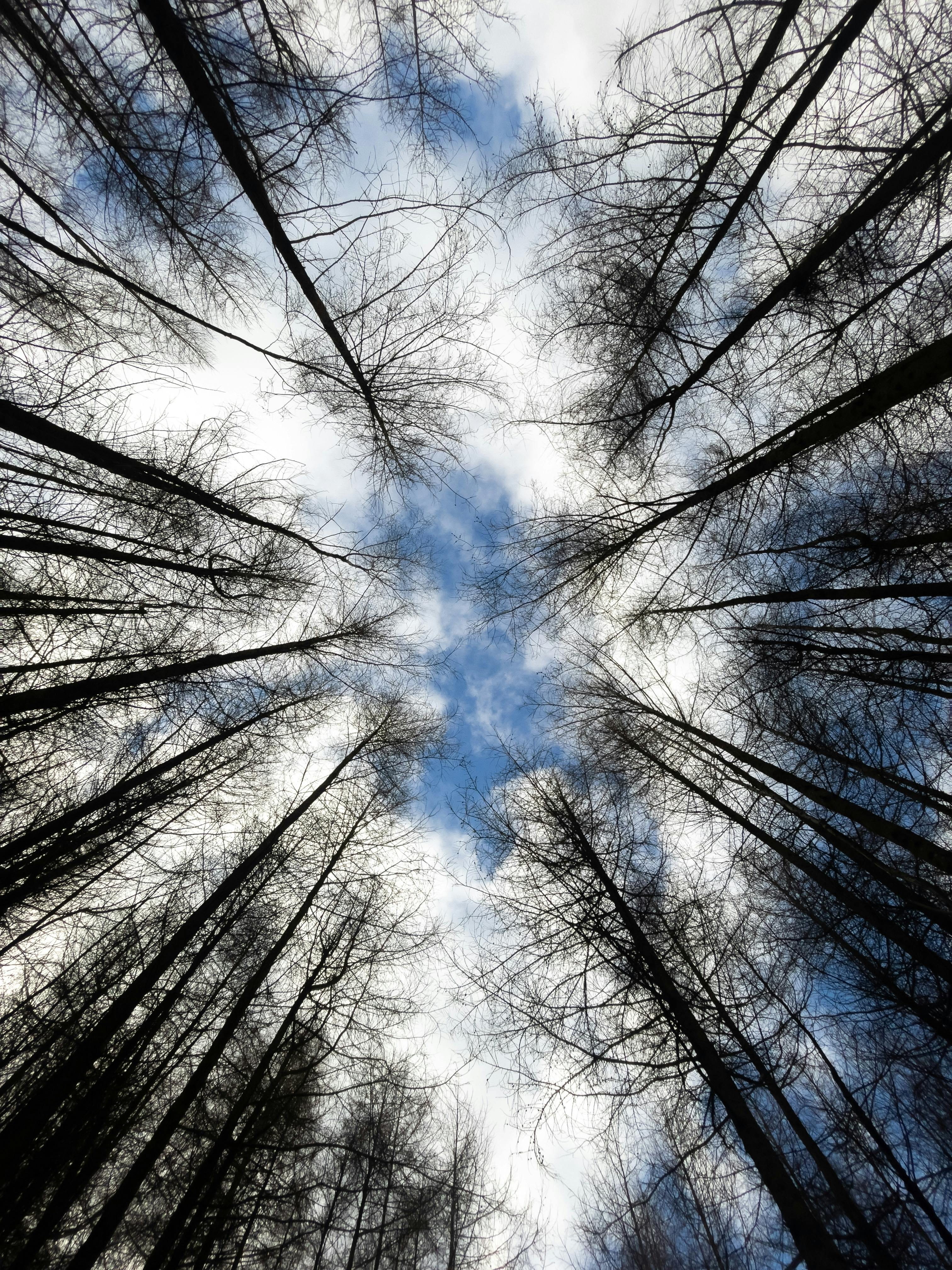 Tall Trees in Evergreen Forest · Free Stock Photo