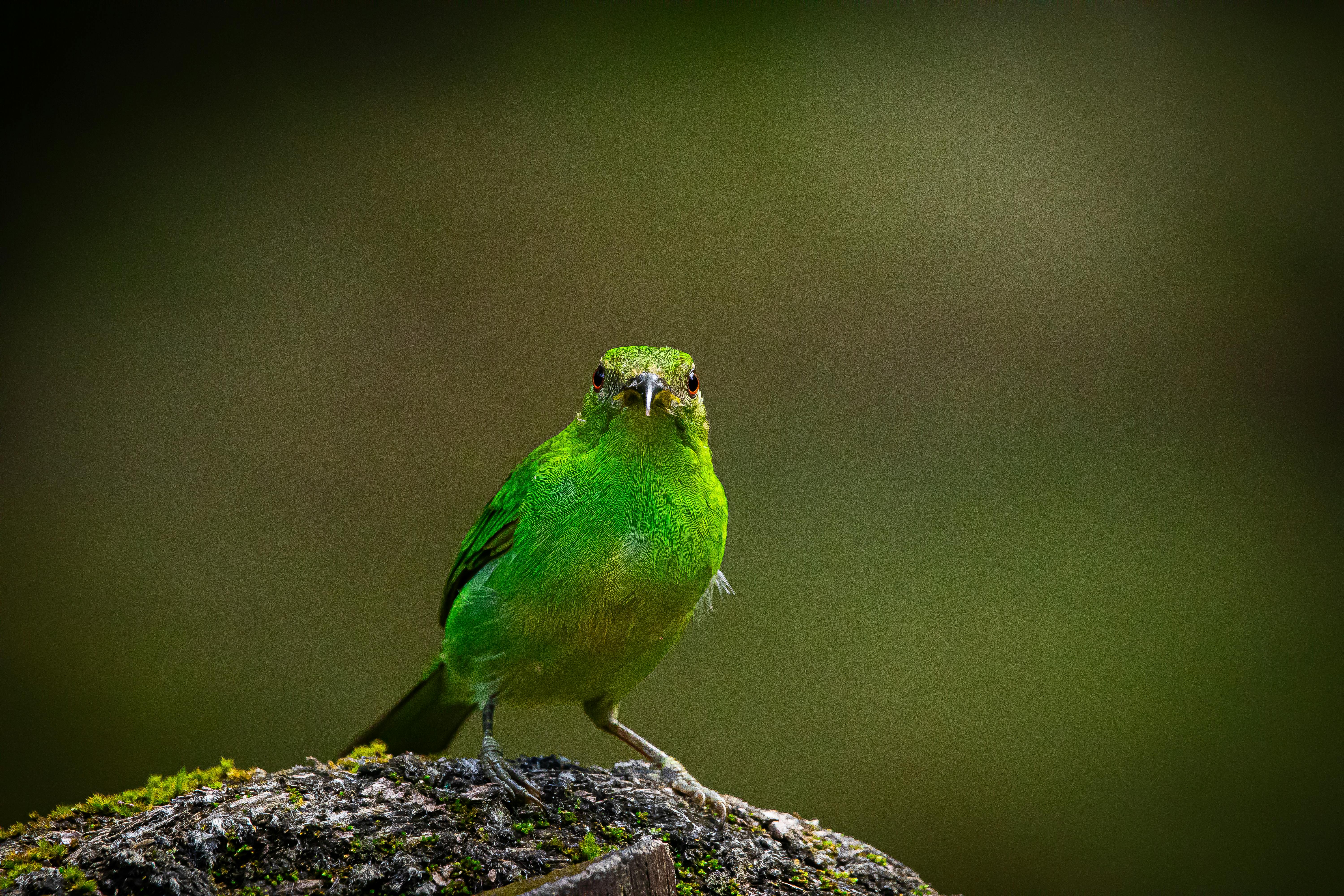 Glistening Green-tanager Bird · Free Stock Photo