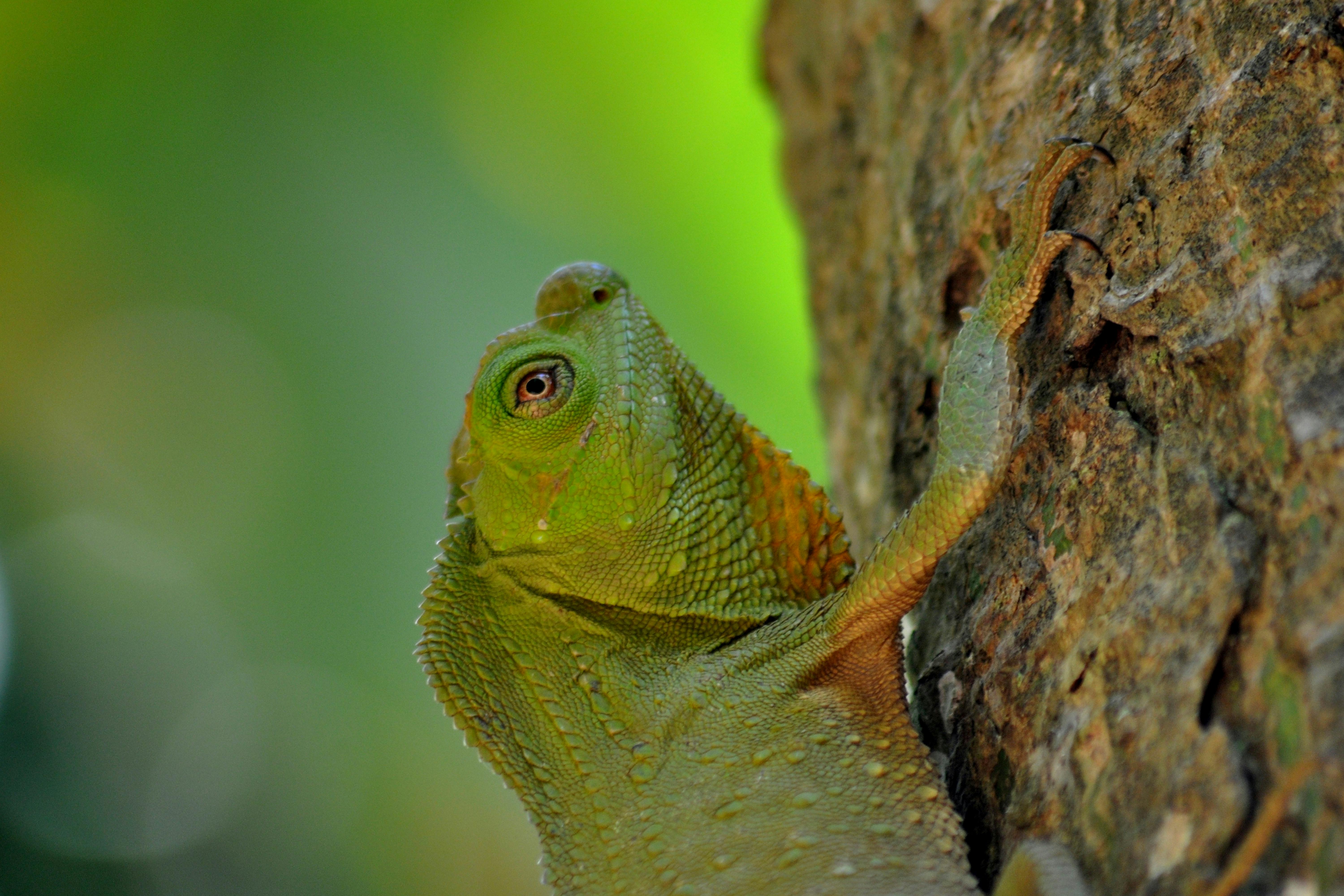 Green Lizard Climbing a Tree · Free Stock Photo