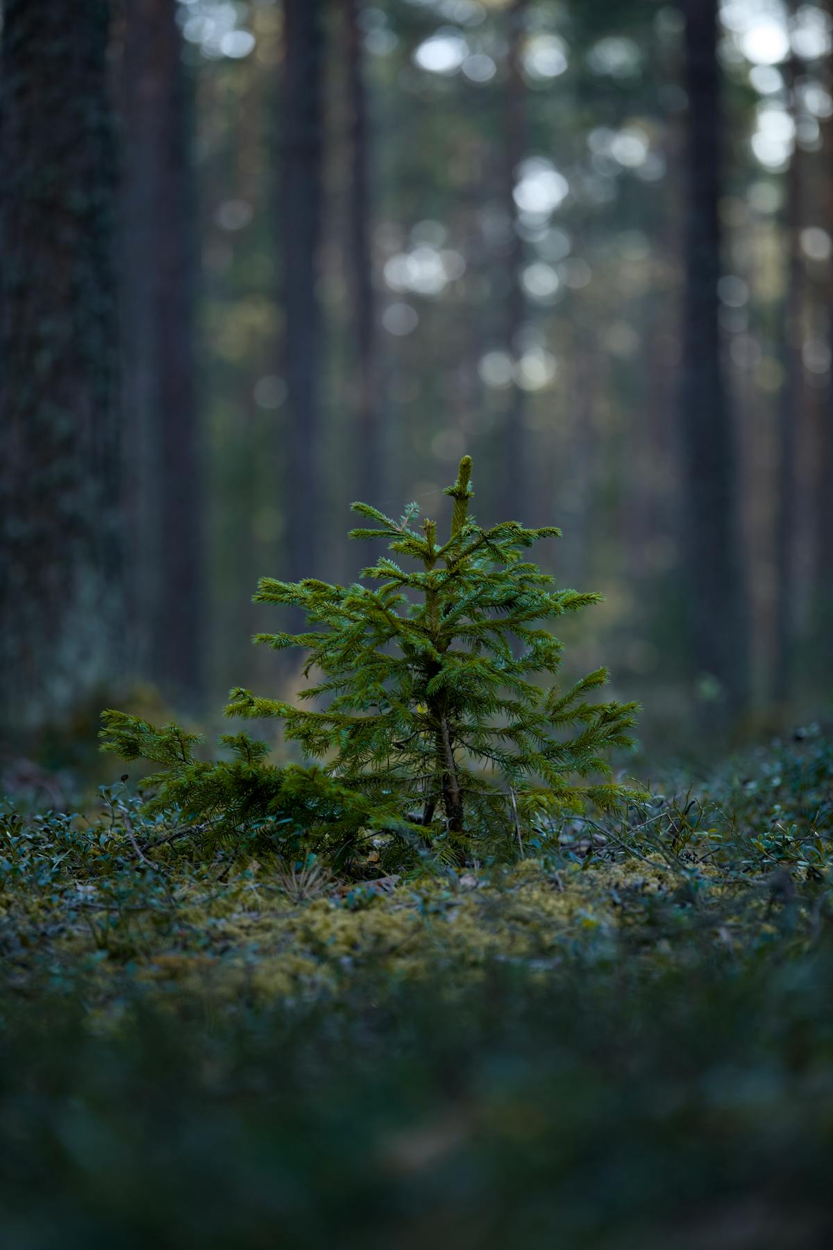 Reforestation Photos, Download The BEST Free Reforestation Stock Photos ...