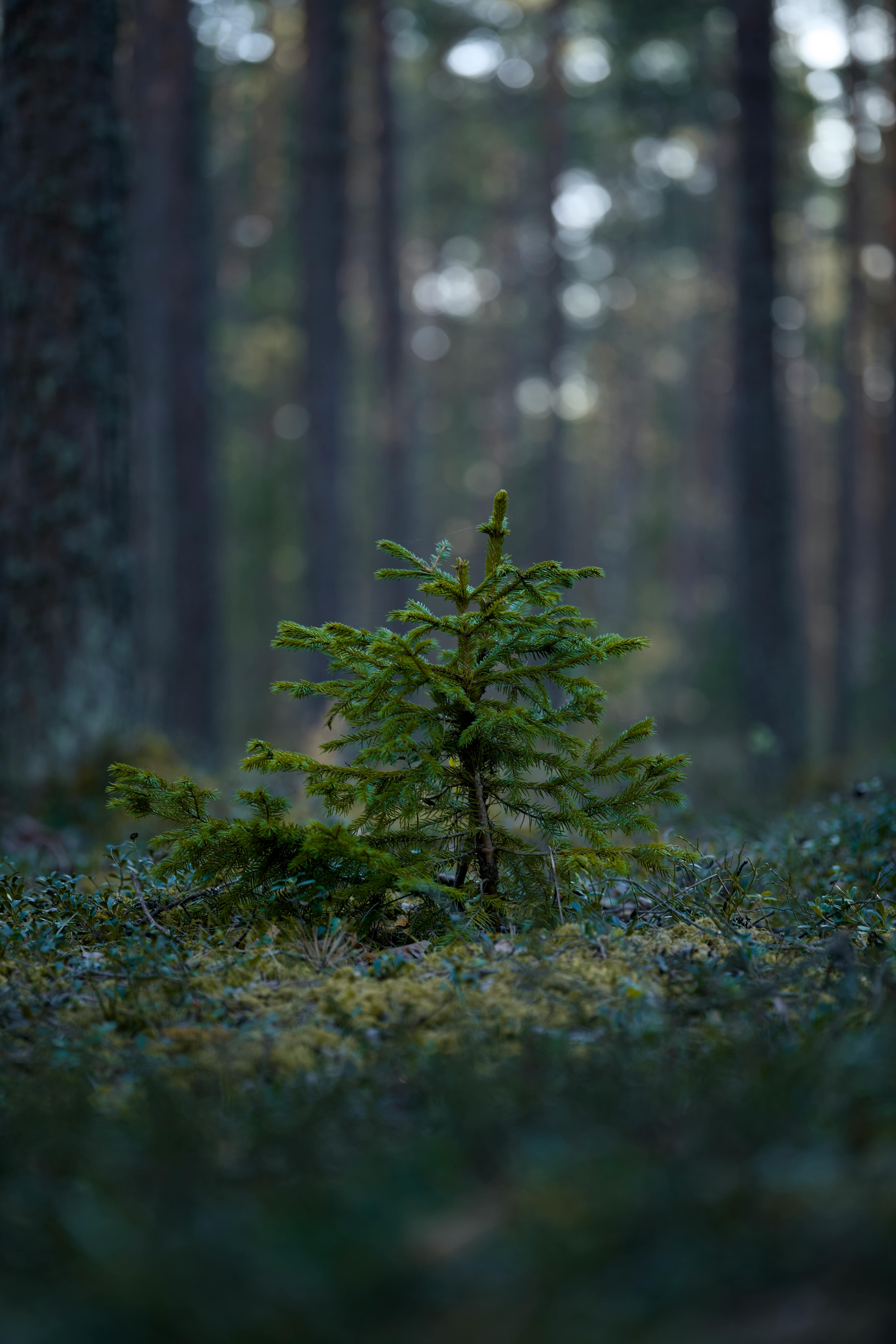 Small Evergreen Tree in Forest · Free Stock Photo