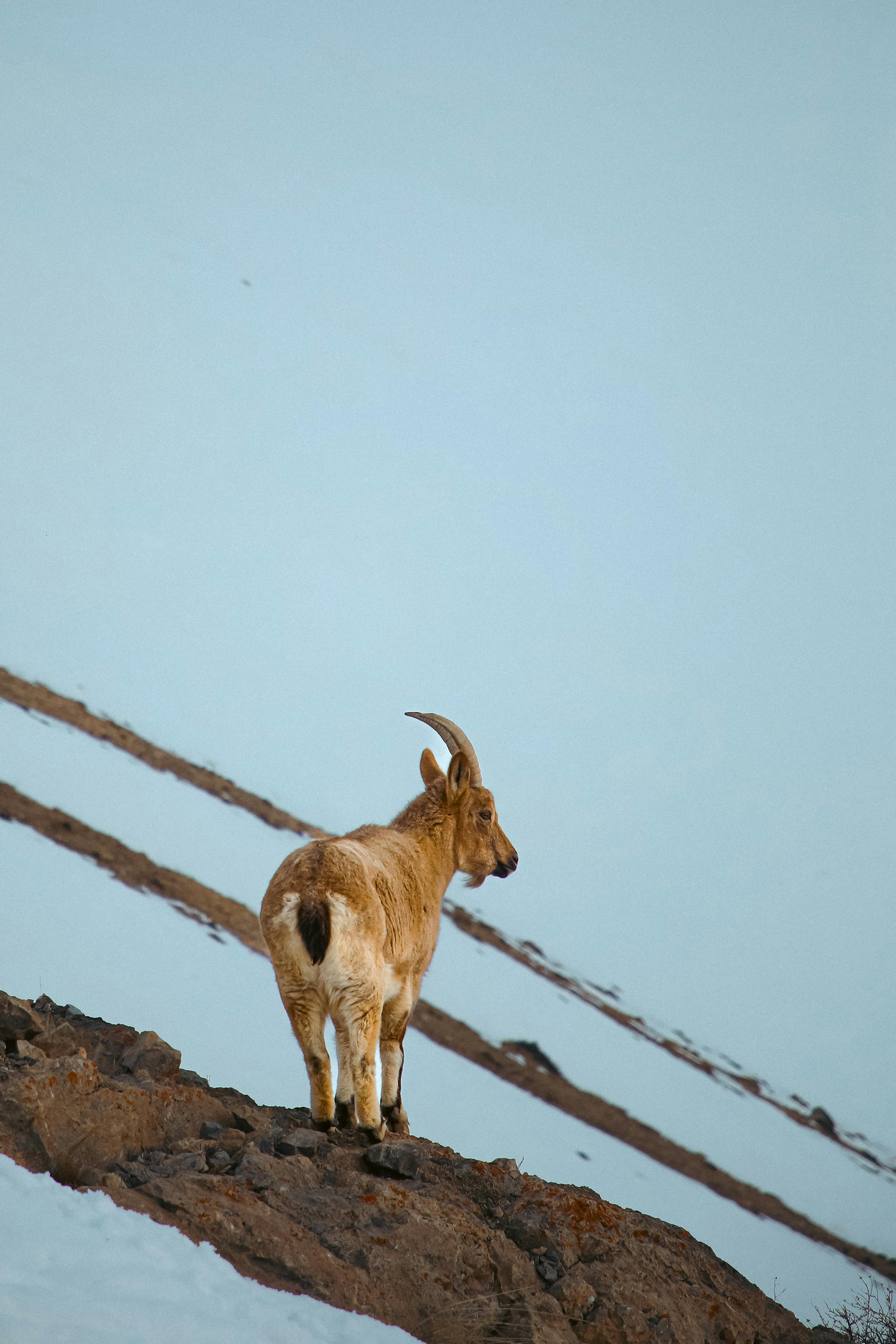 Gianh Goat Photos, Download The BEST Free Gianh Goat Stock Photos & HD ...