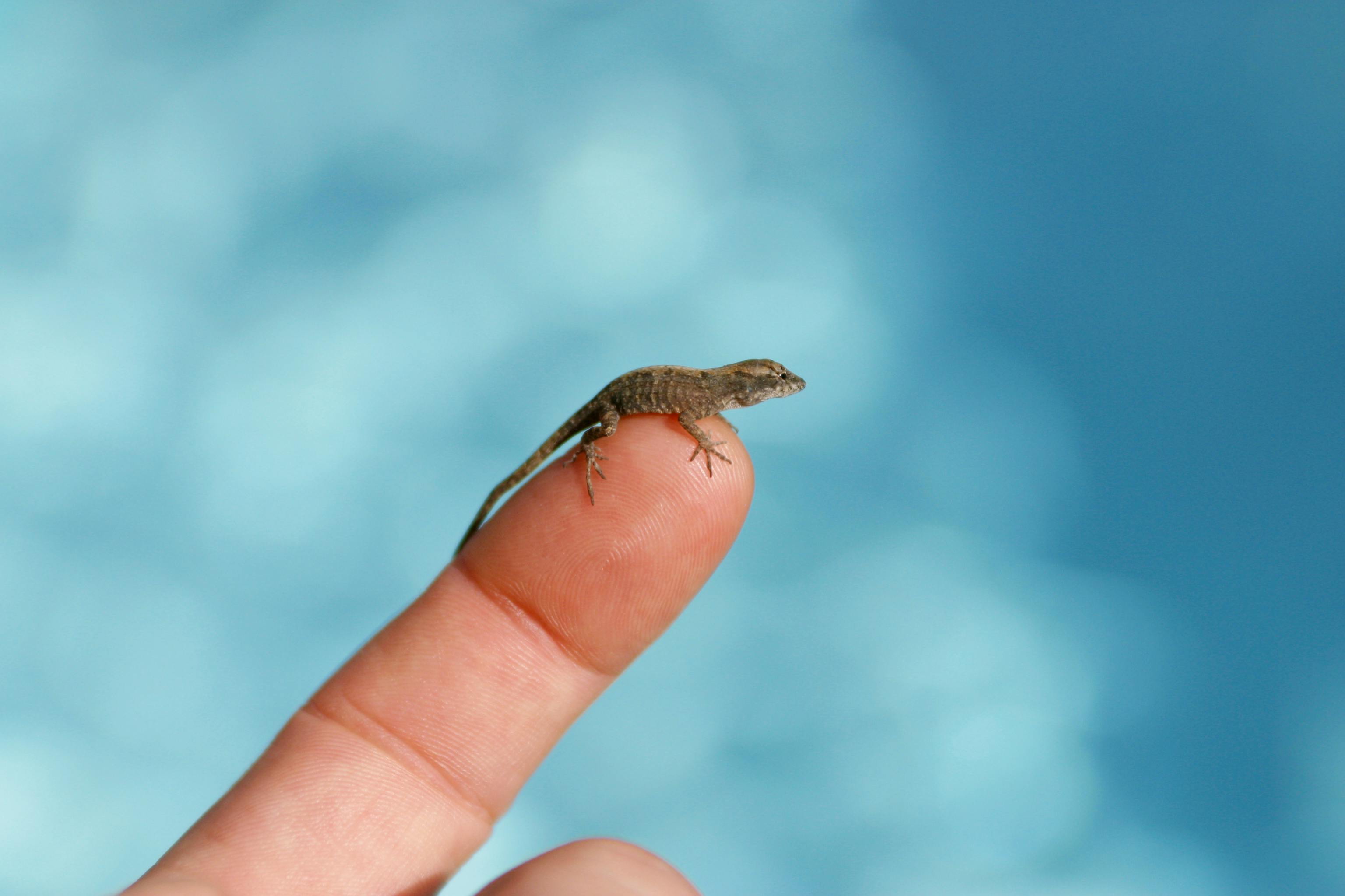 Tiny Lizard on a Human Finger · Free Stock Photo