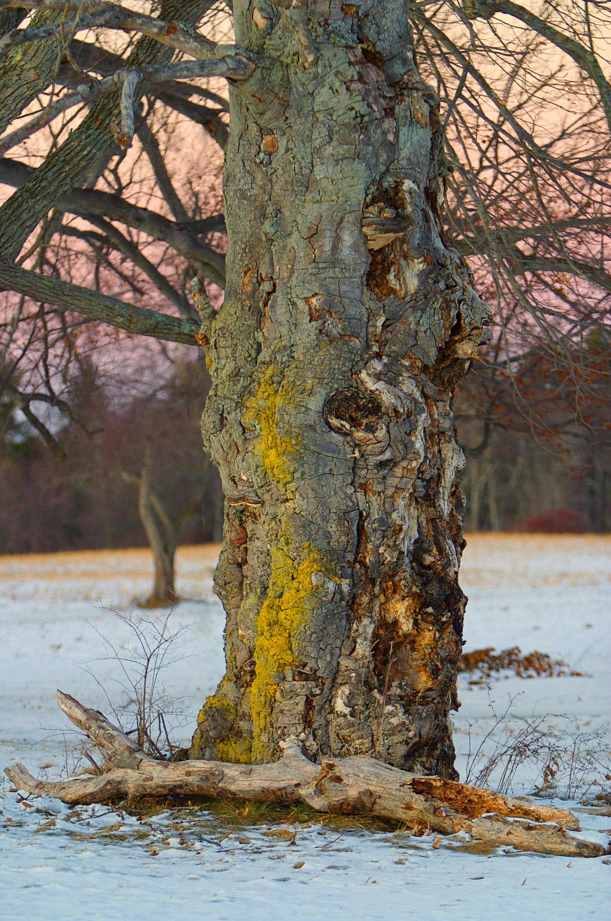 Old Bare Tree in Winter · Free Stock Photo