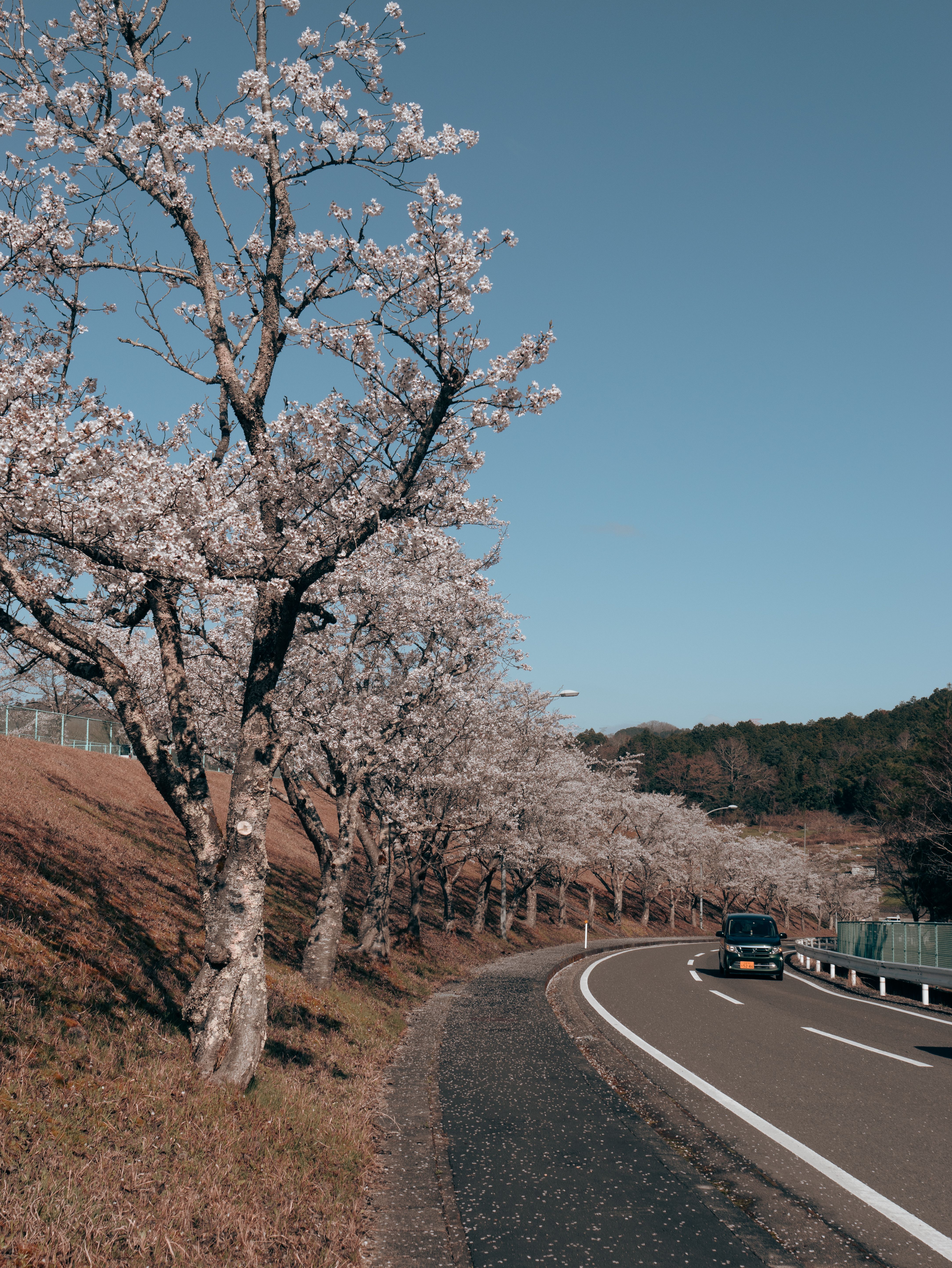 White Blossoming Trees along an Asphalt Road · Free Stock Photo
