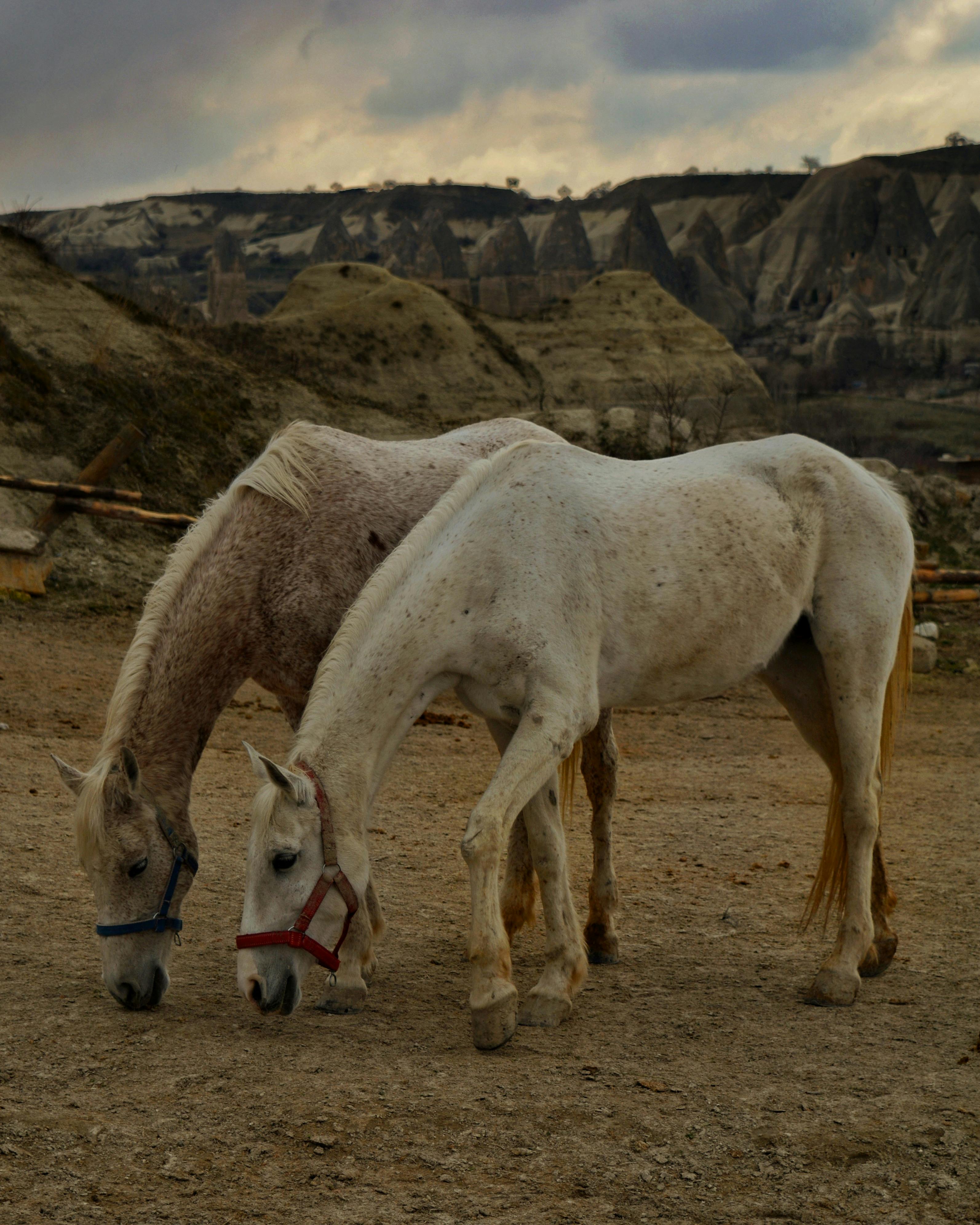 Side By Side Photos, Download The BEST Free Side By Side Stock Photos ...