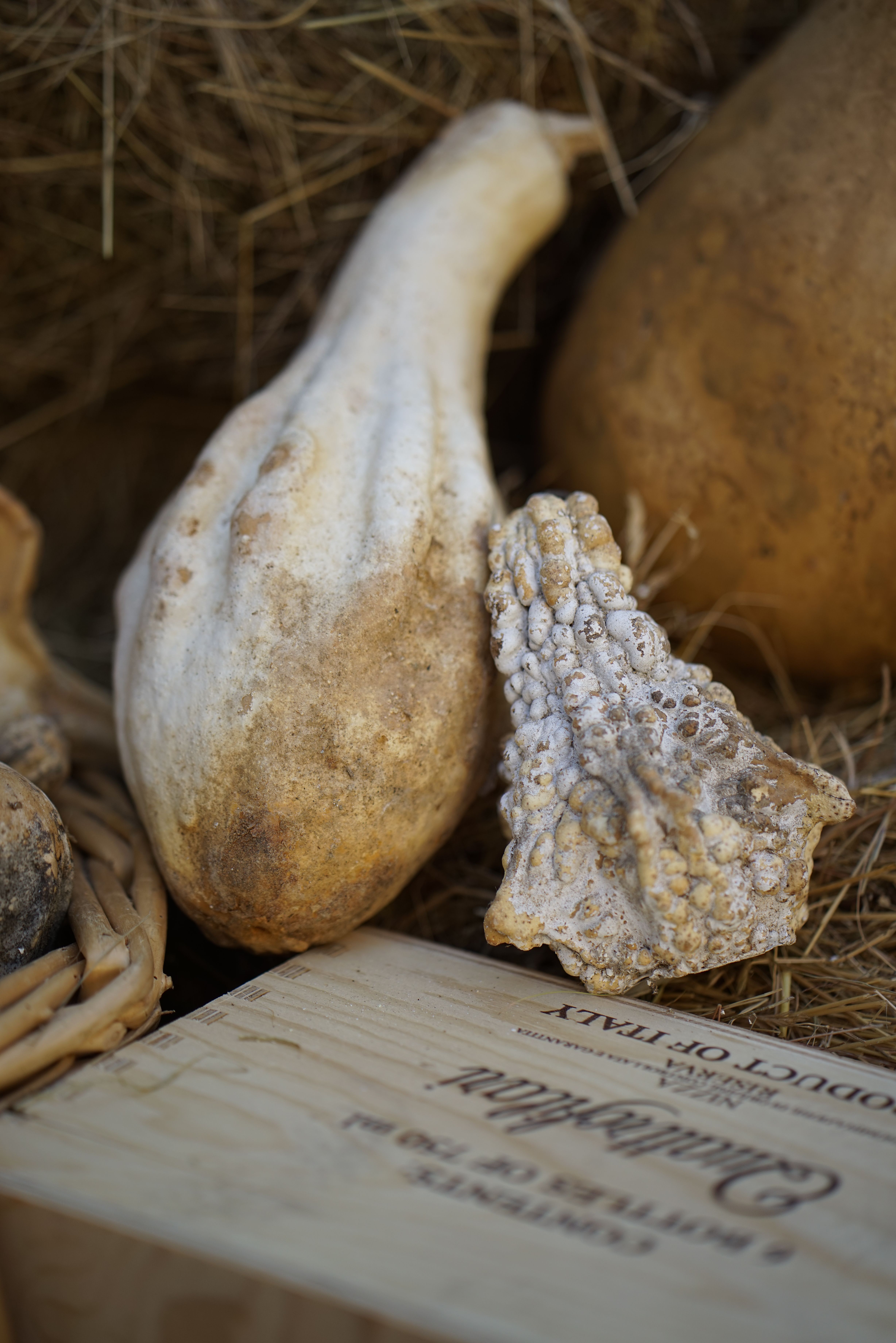 Close-up of a Squash · Free Stock Photo