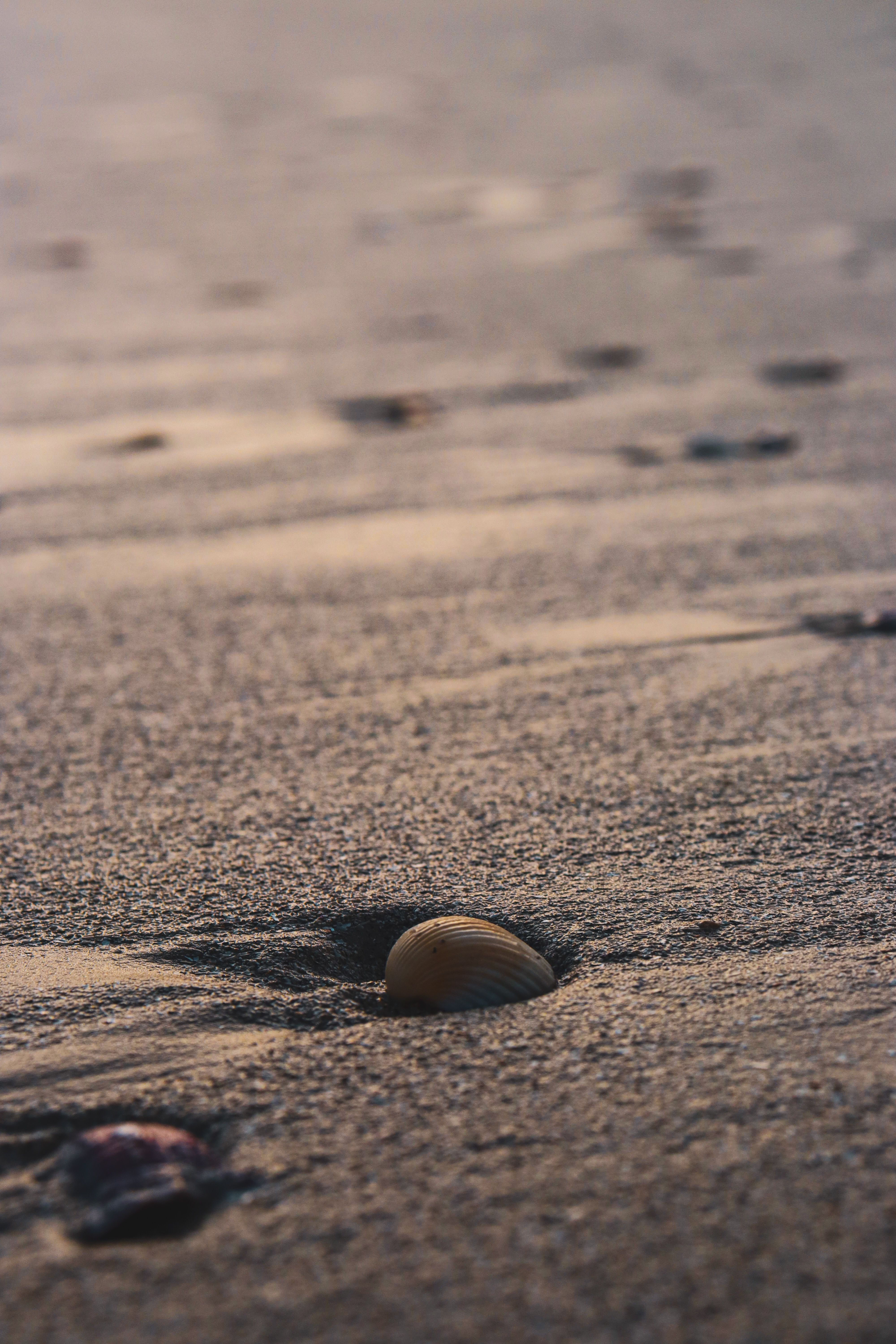 Close-up of Seashells in the Sand at Sunset · Free Stock Photo
