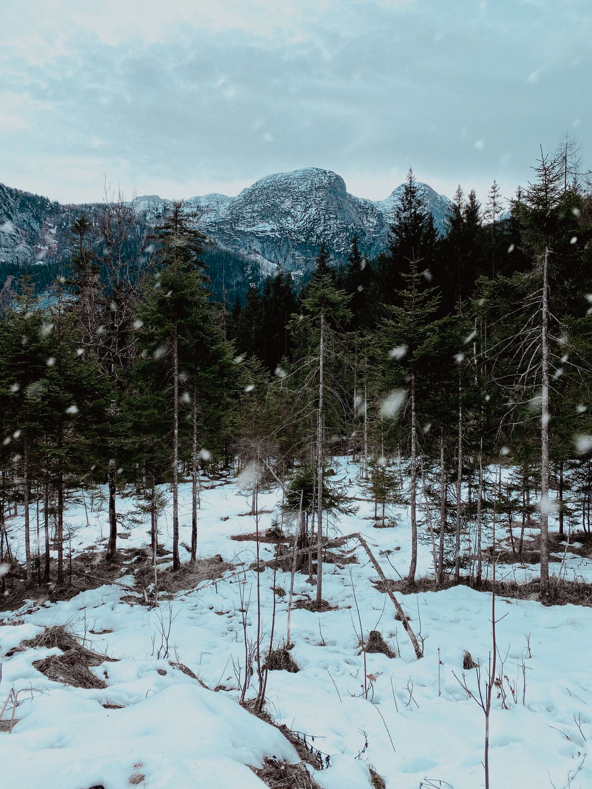 Snow Laden Trees Photos, Download The BEST Free Snow Laden Trees Stock ...