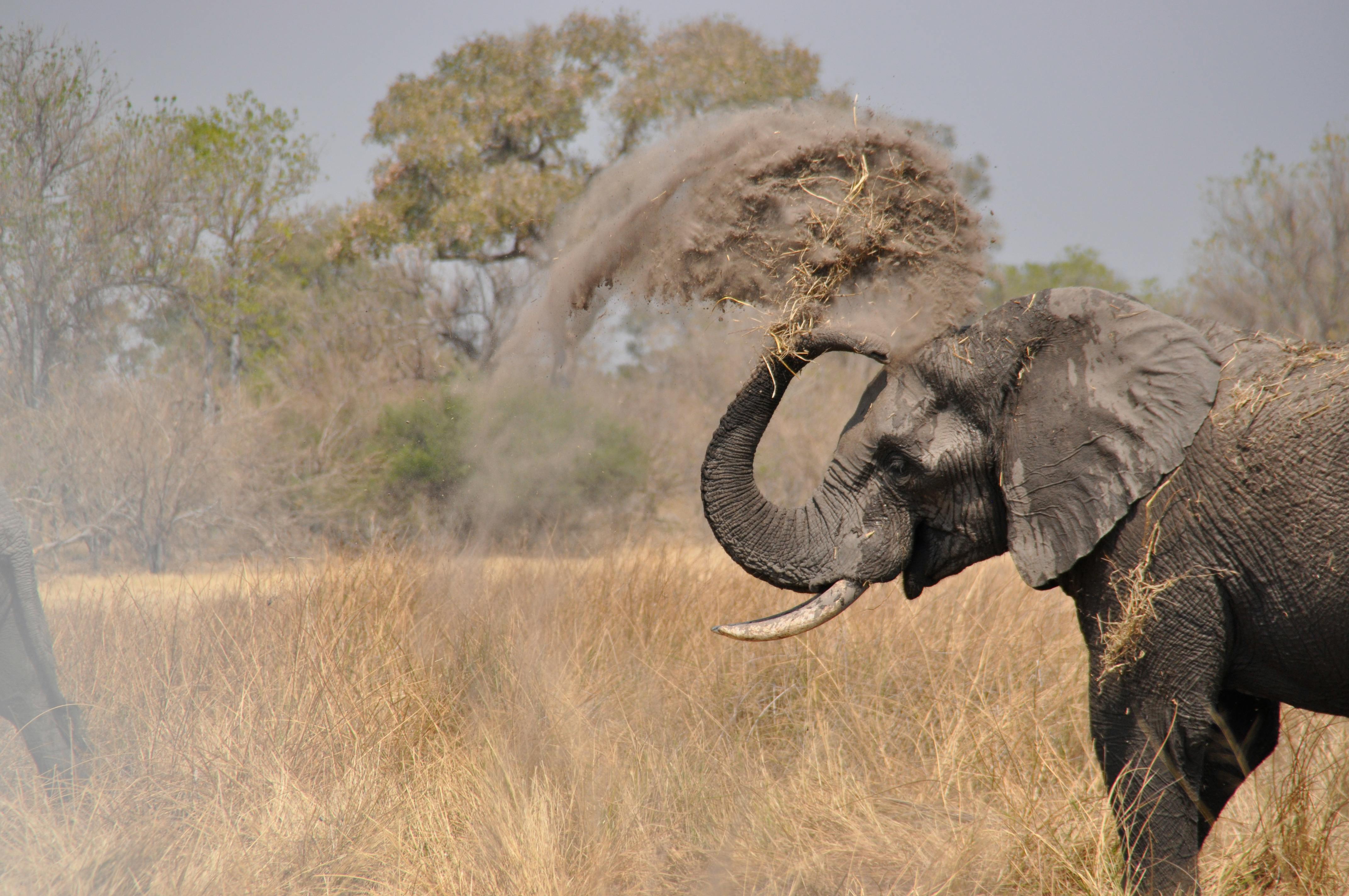 Elephant Throwing Dirt · Free Stock Photo