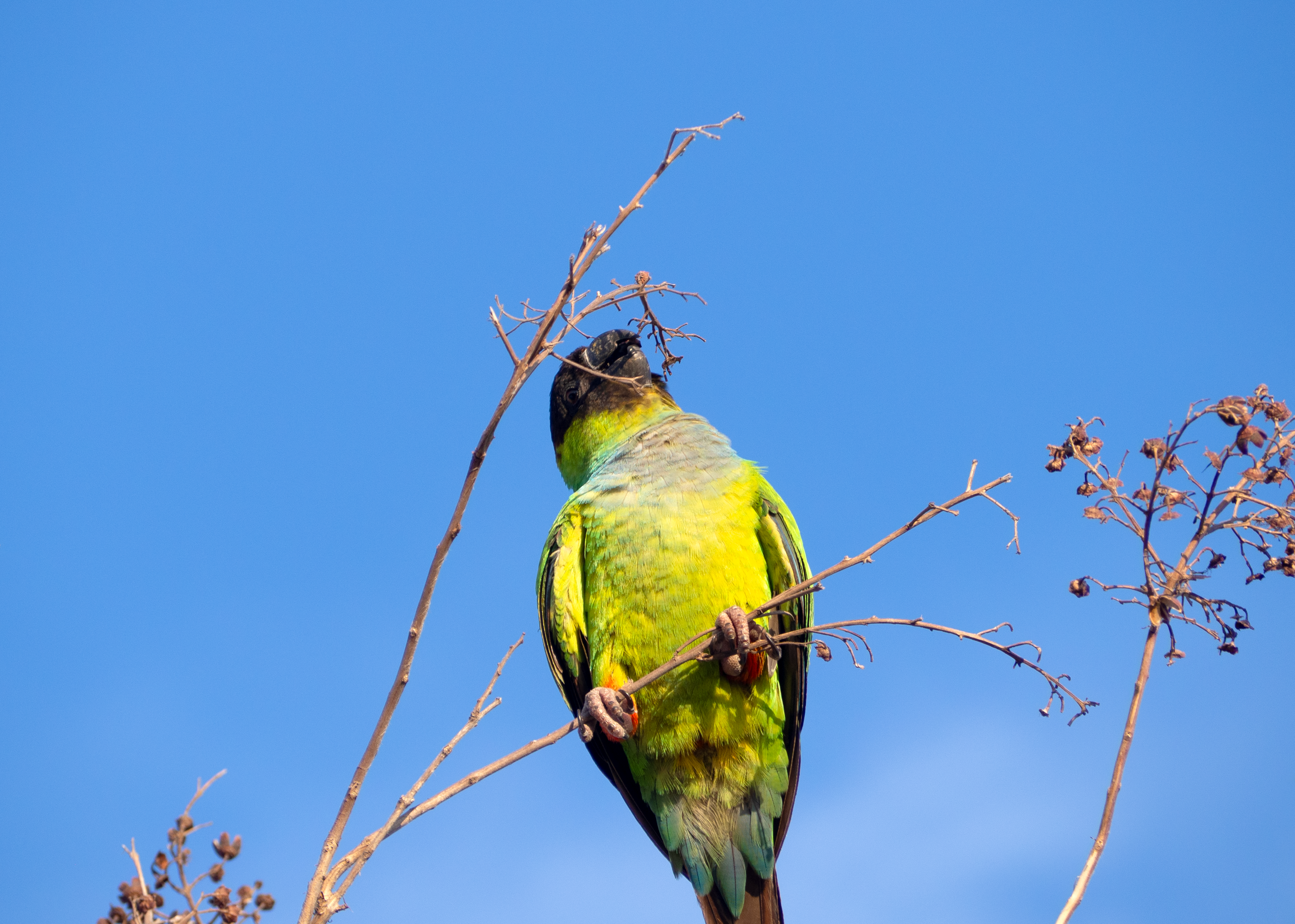 Nanday Parakeet Photos, Download The BEST Free Nanday Parakeet Stock ...