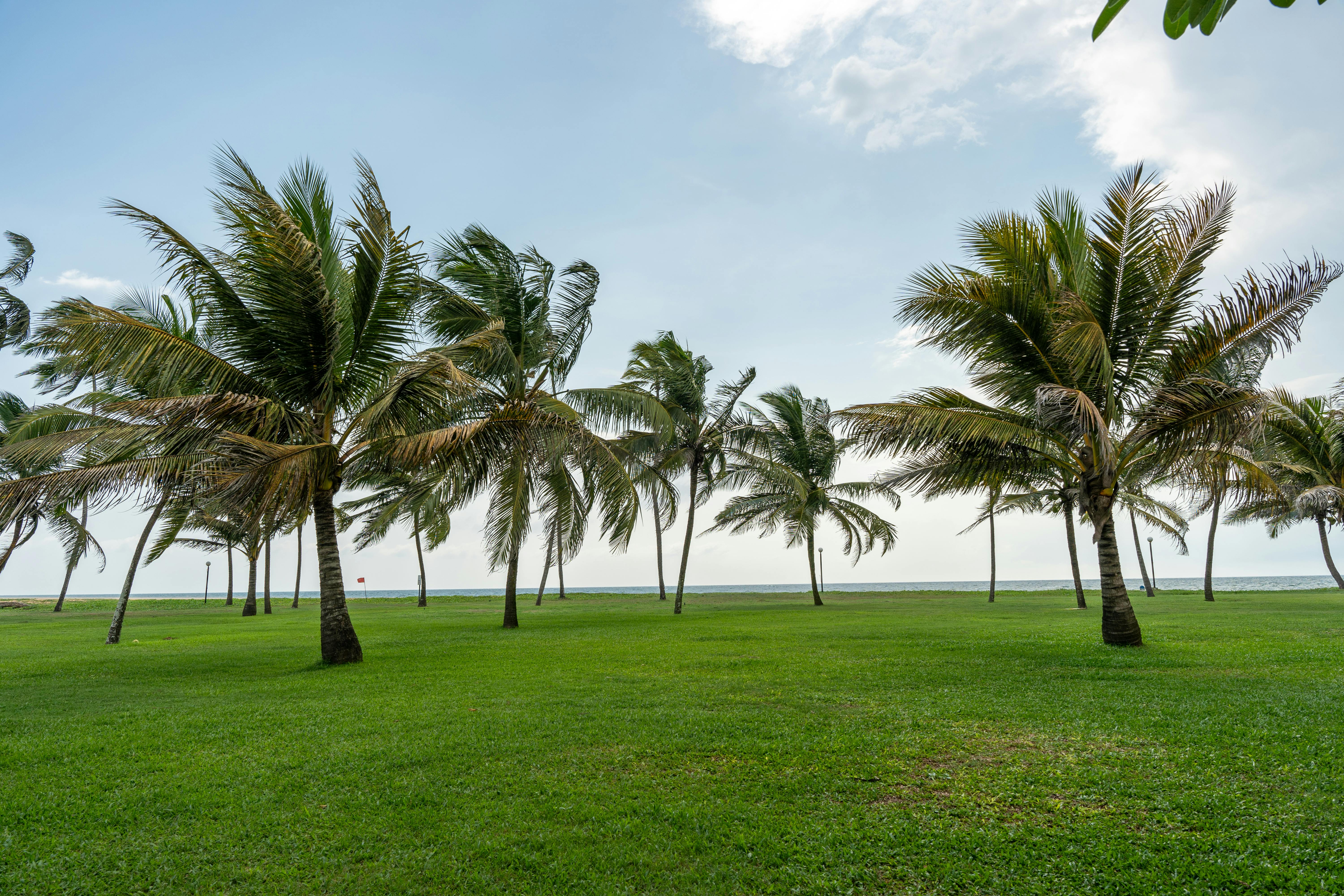 Palm Trees on a Green Field, in the Wind · Free Stock Photo