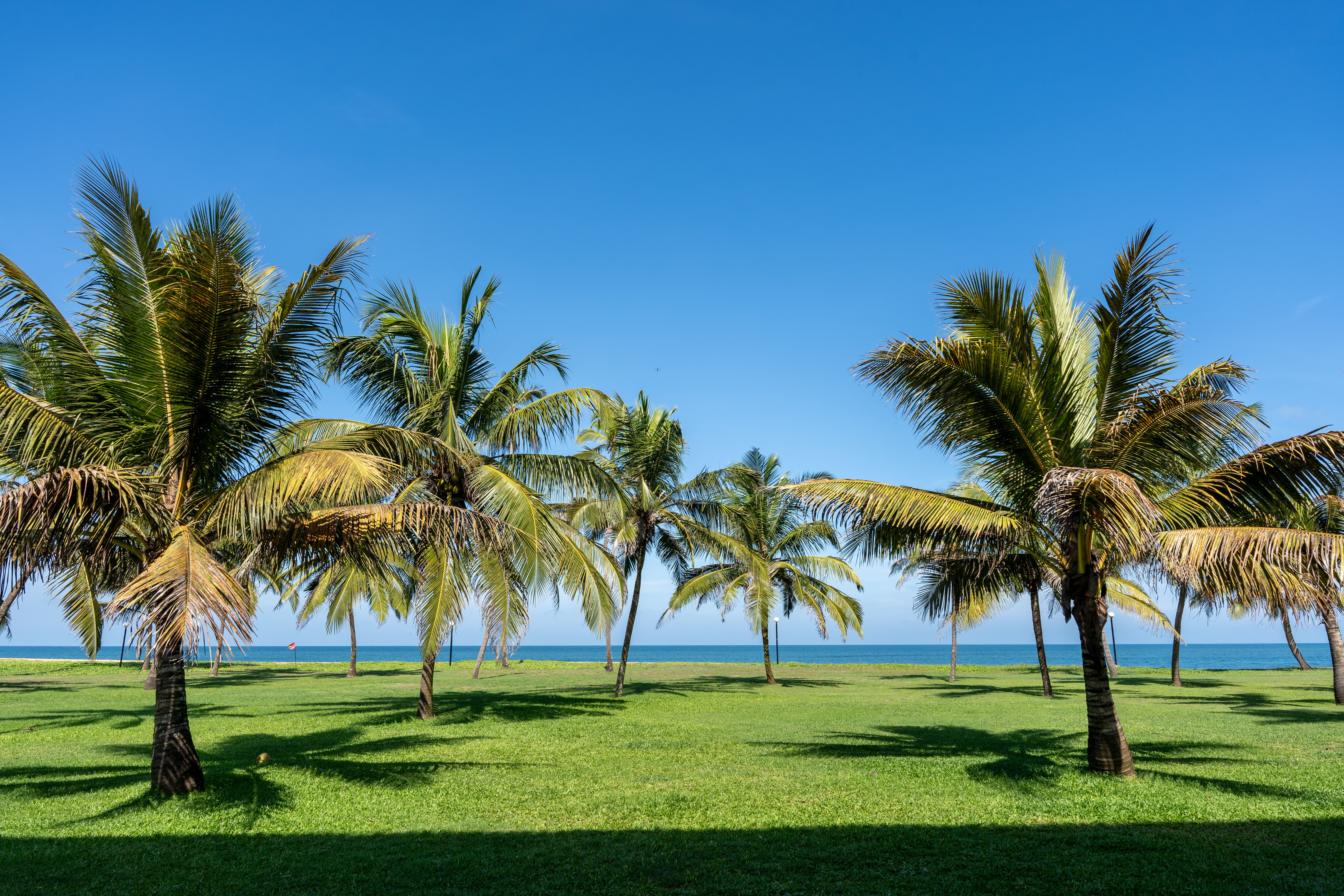 Palm Trees on a Green Field, against a Blue Sky · Free Stock Photo