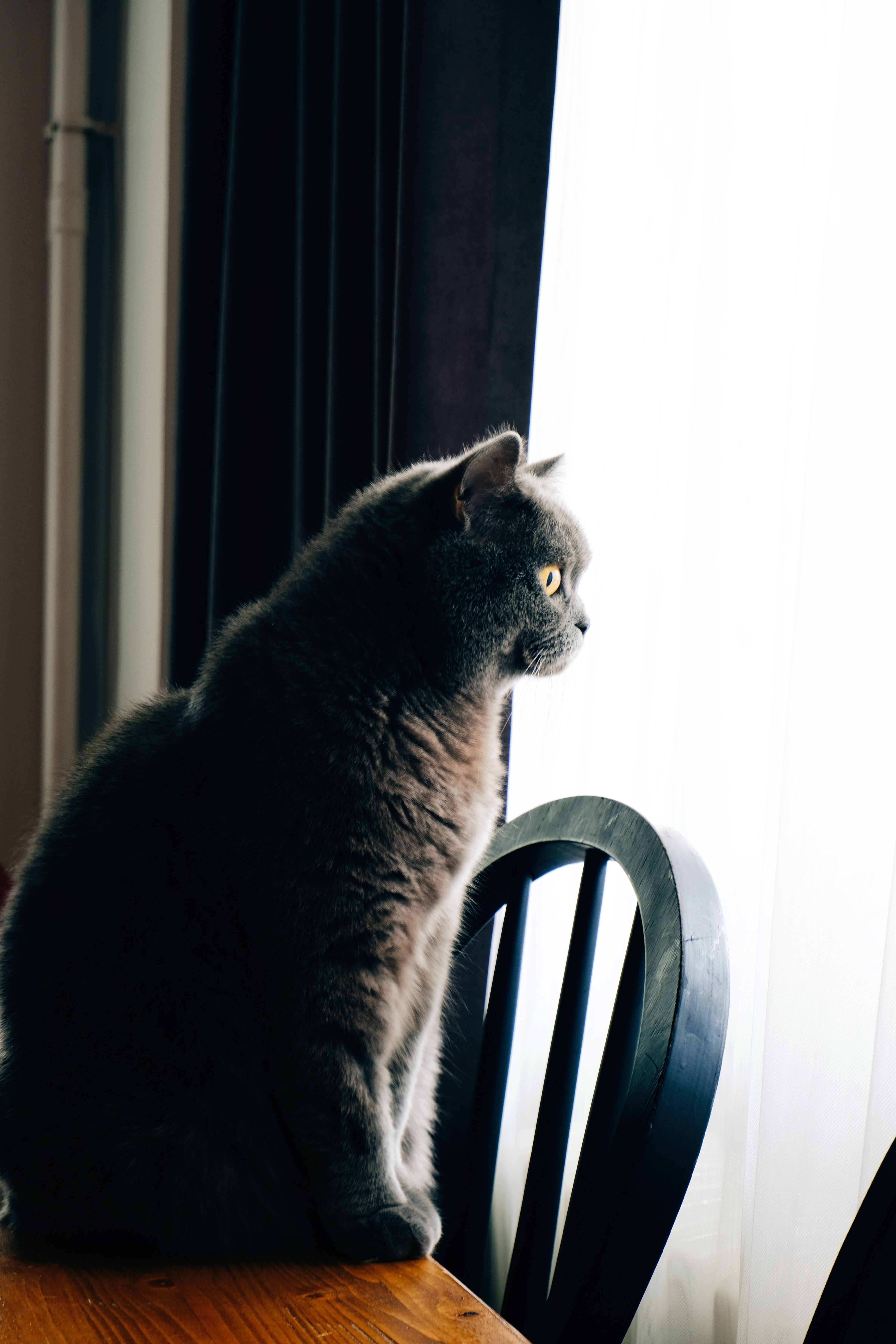 Cool Cat Photos, Download The BEST Free Cool Cat Stock Photos & HD Images