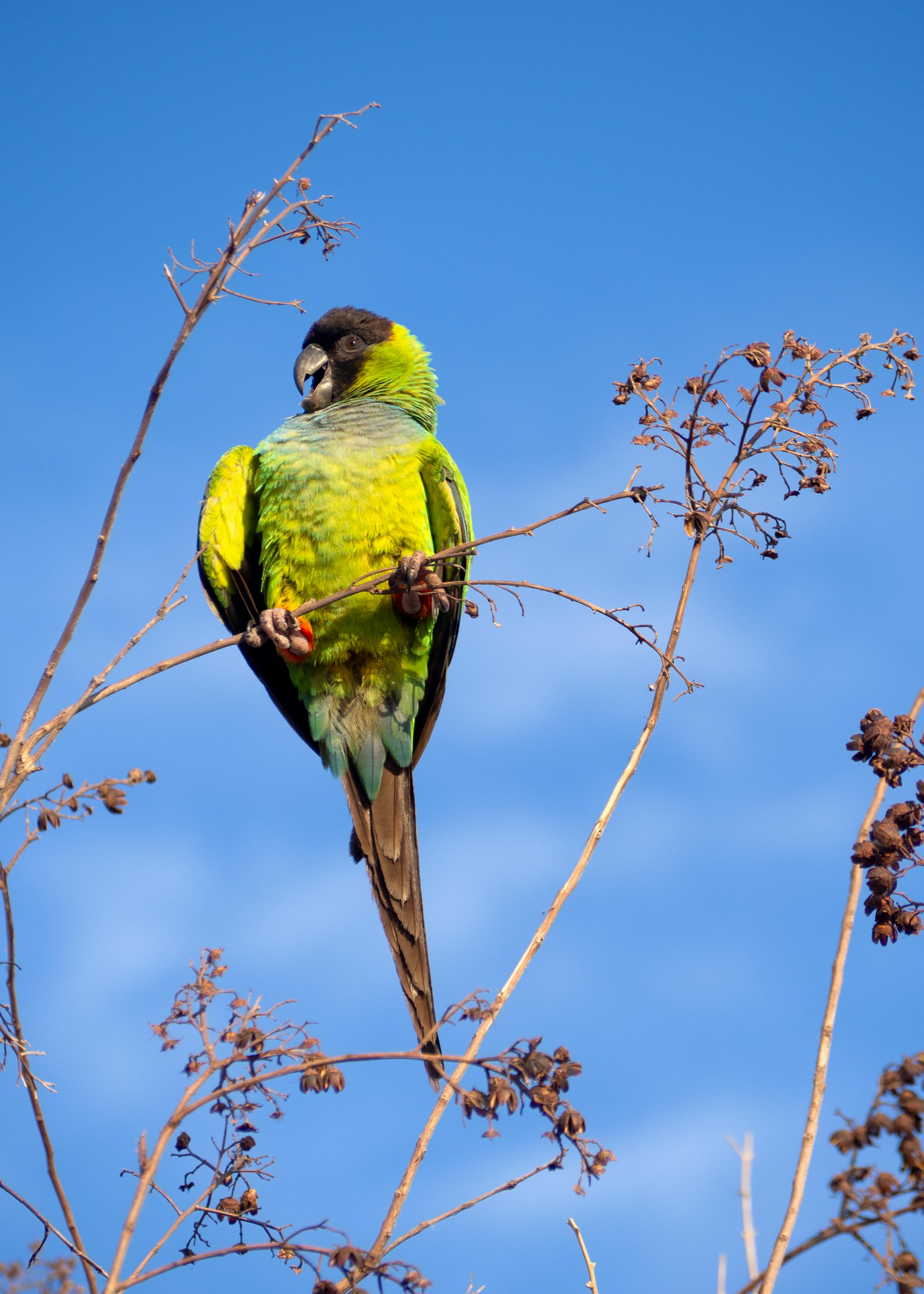 Photo of Perched Parakeet · Free Stock Photo
