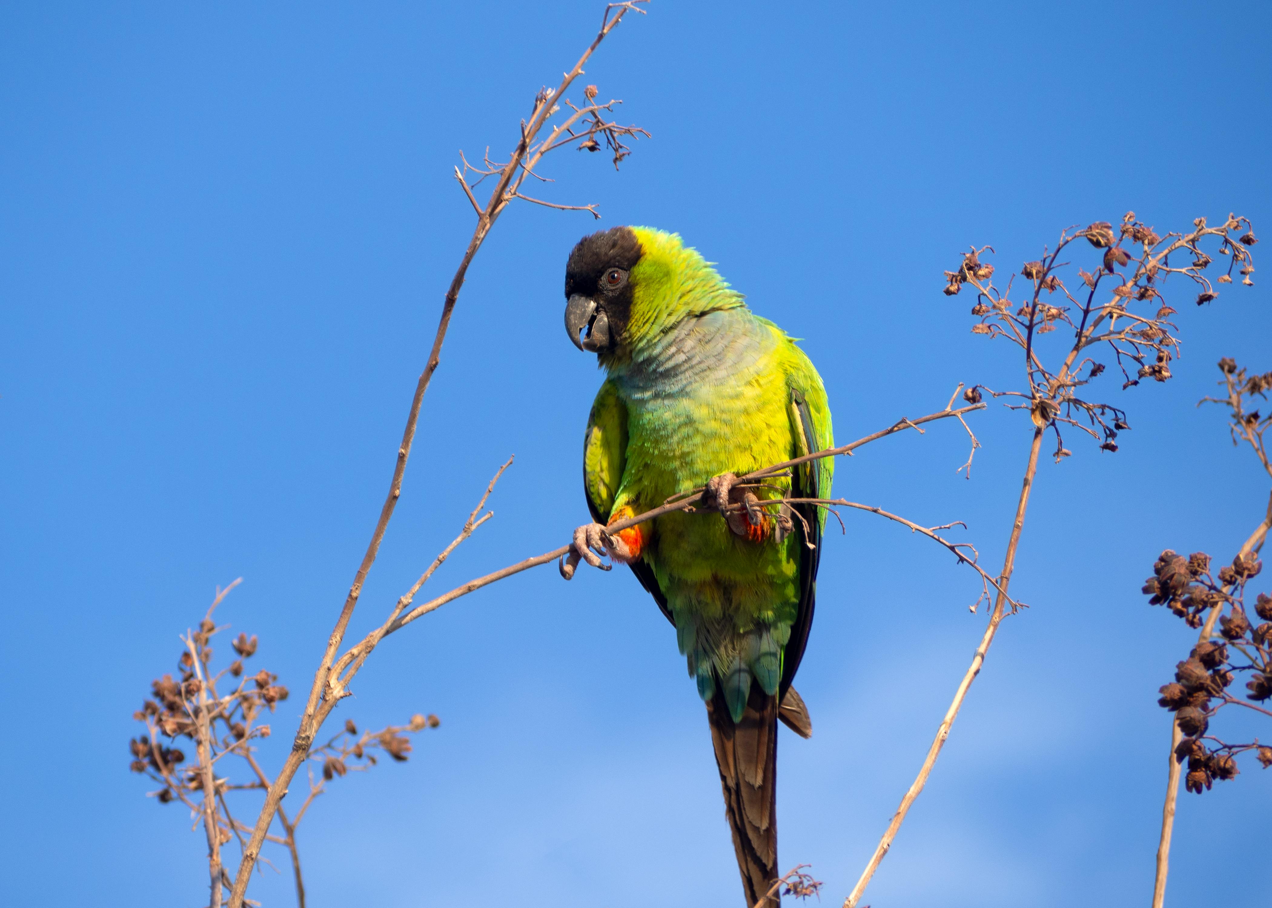 Nanday Parakeet Parrot · Free Stock Photo