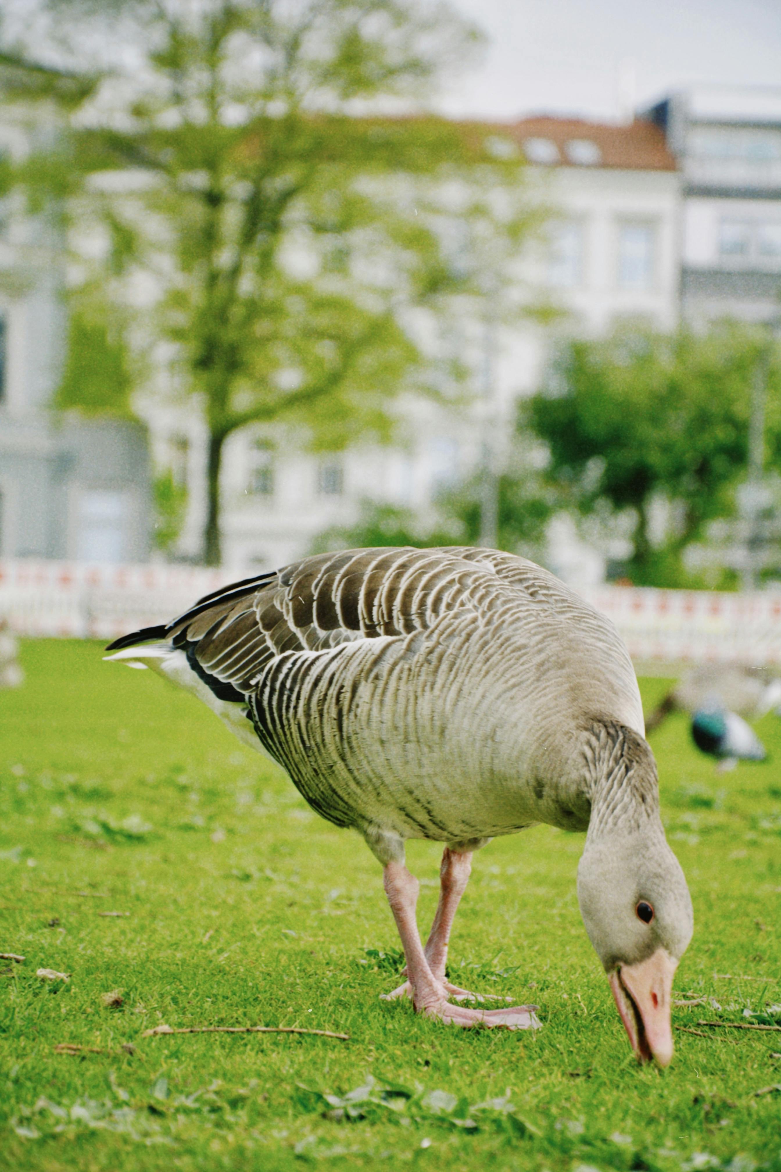 Indian Duck Photos, Download The BEST Free Indian Duck Stock Photos ...