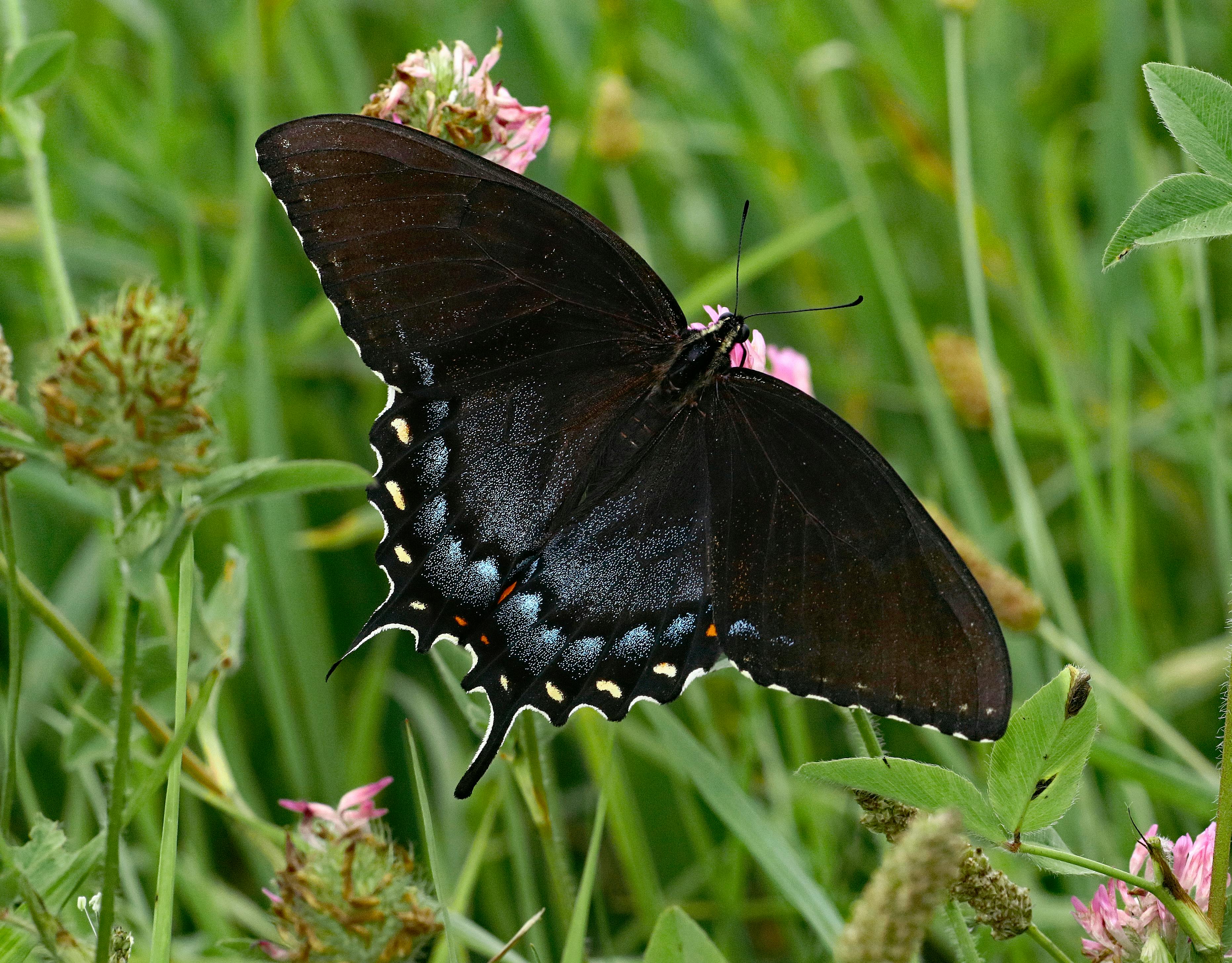 Black Spicebush Swallowtail Butterfly Flying on the Grass and Flowers ...