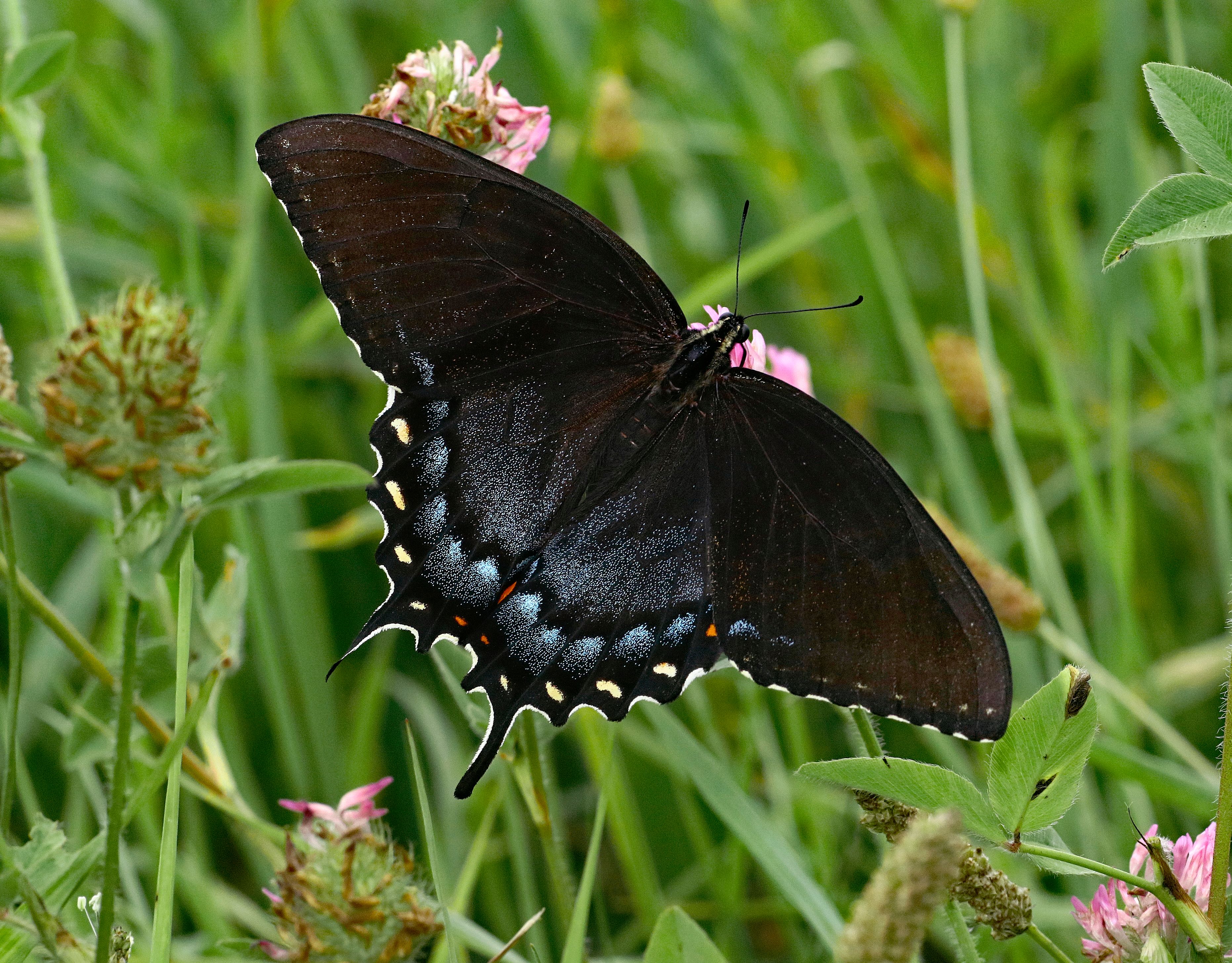 Black Spicebush Swallowtail Butterfly Flying on the Grass and Flowers ...