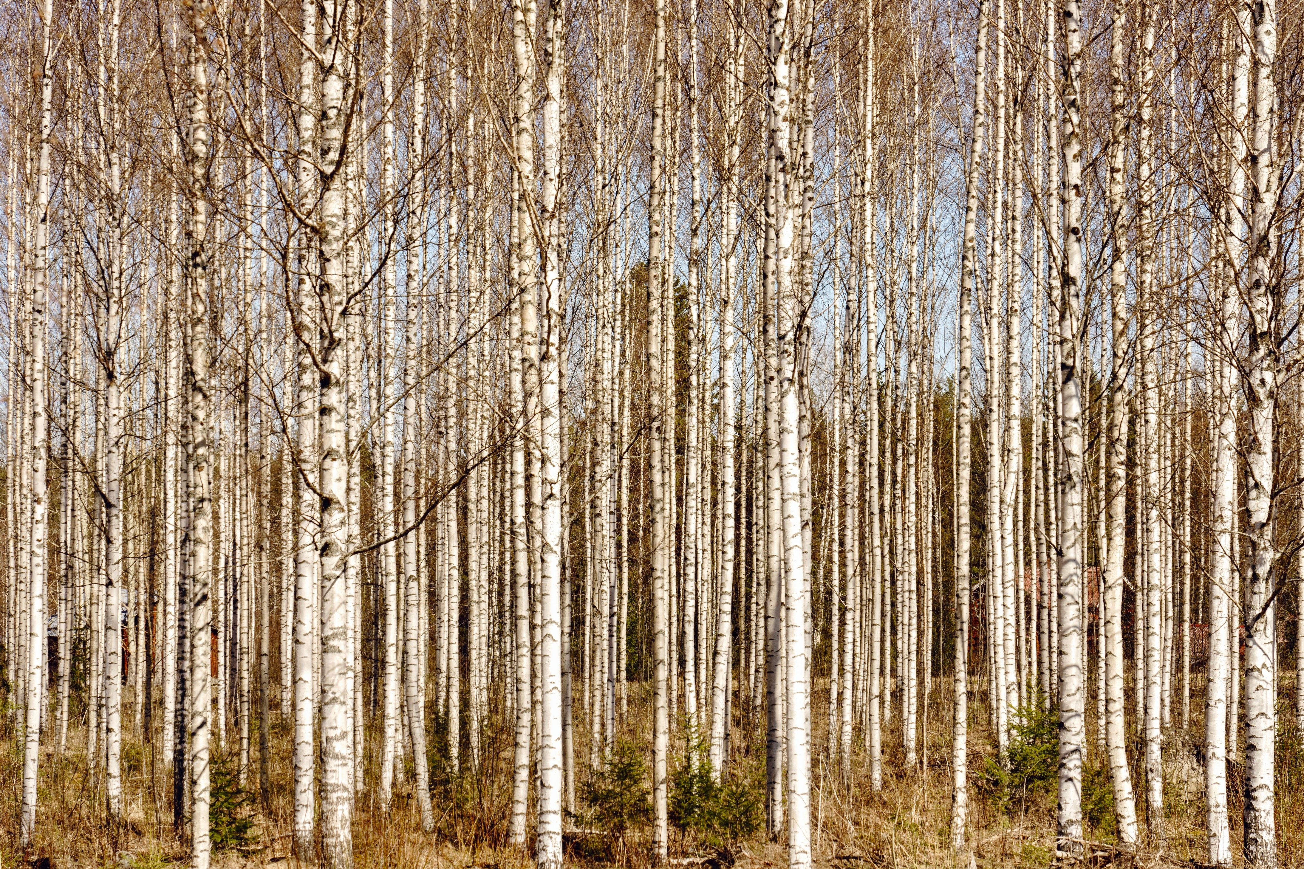 Foto de stock gratuita sobre abedules, al aire libre, arboles, armonía ...