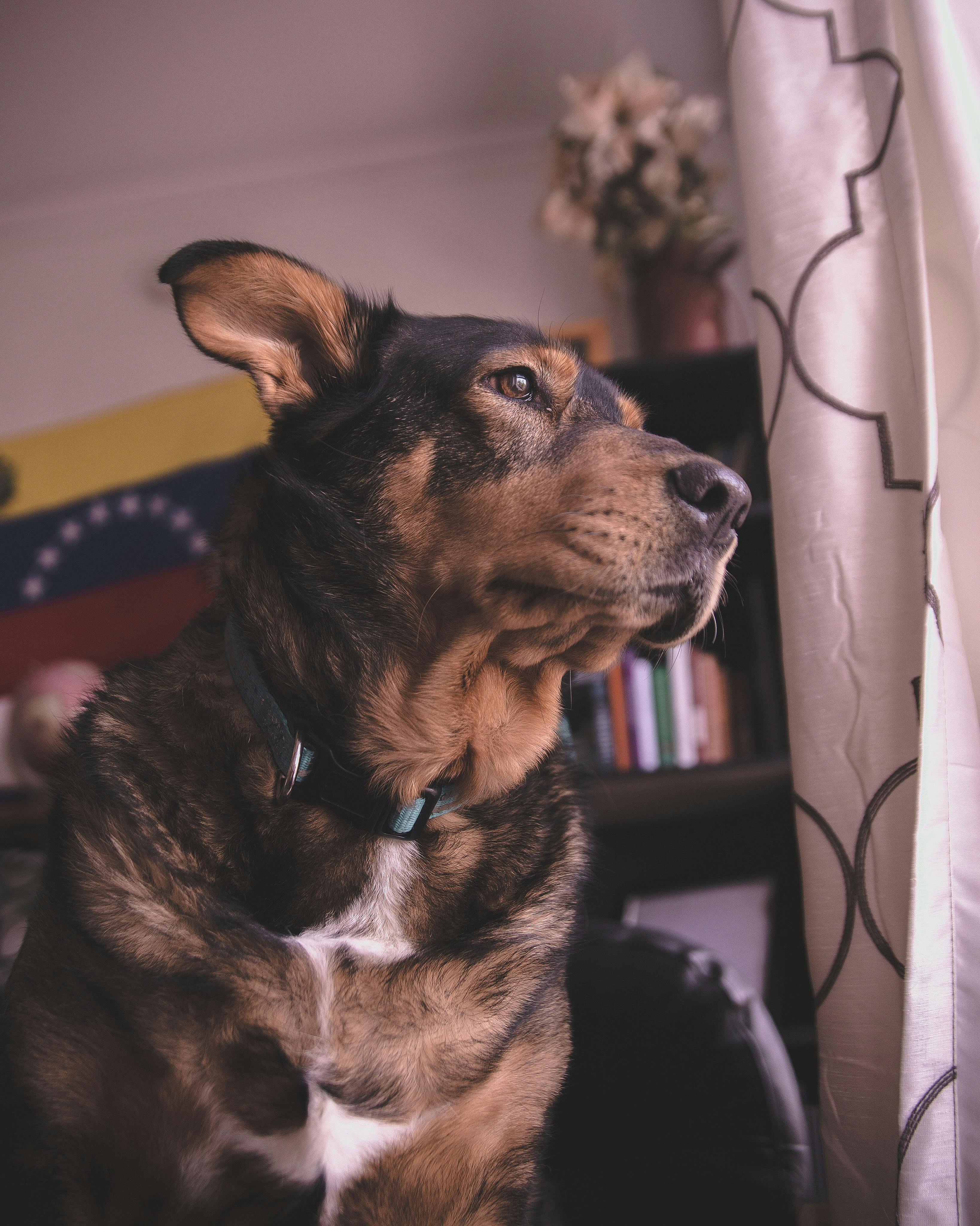Close-up Back View Photo of Short-coated Black Dog · Free Stock Photo