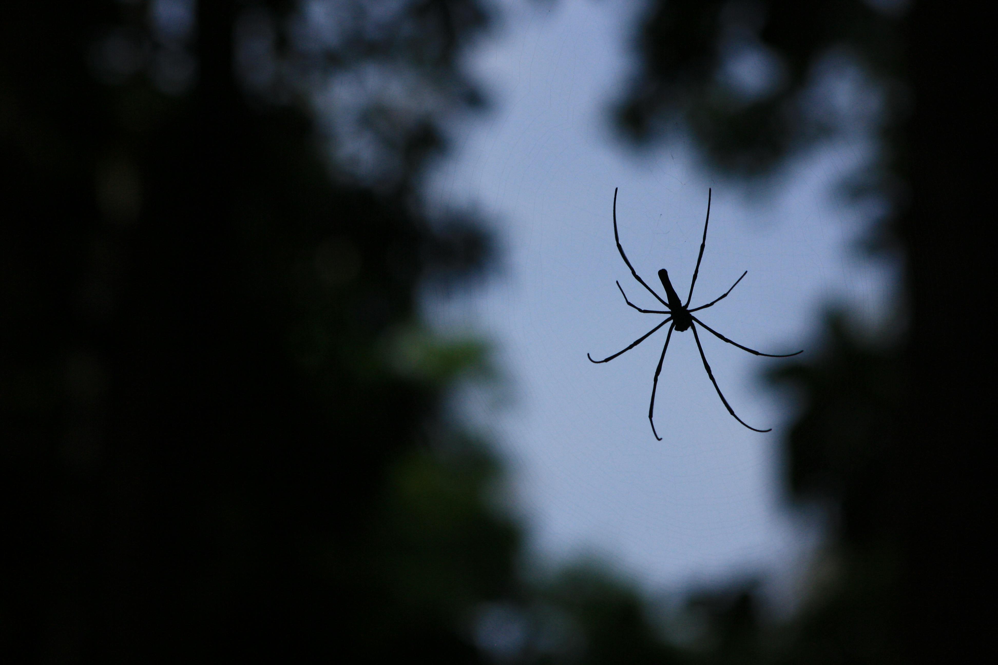 Tanbin Hasnain - Fotografi