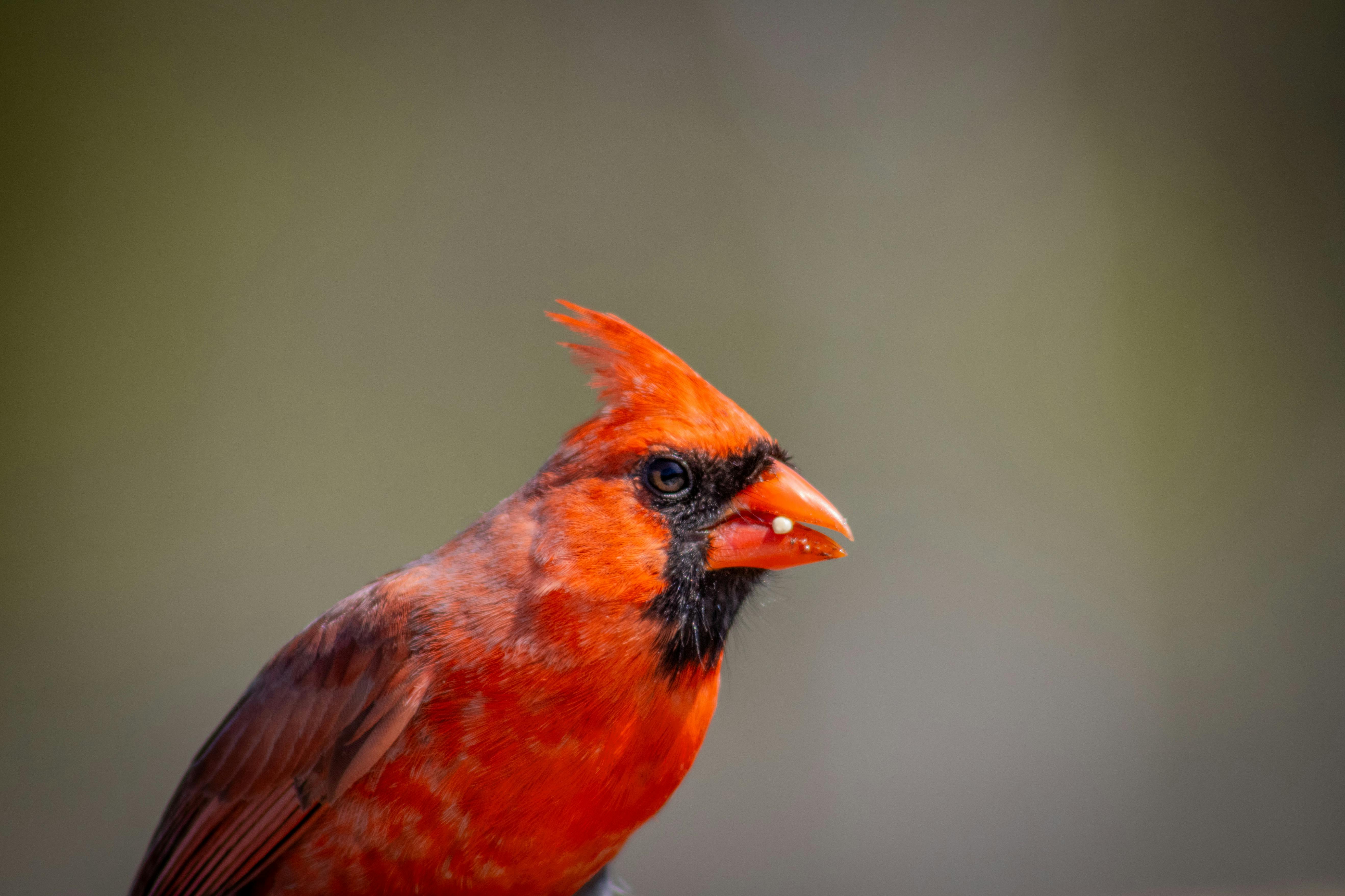 Selective Focus-photography of Red-headed Cardinal · Free Stock Photo
