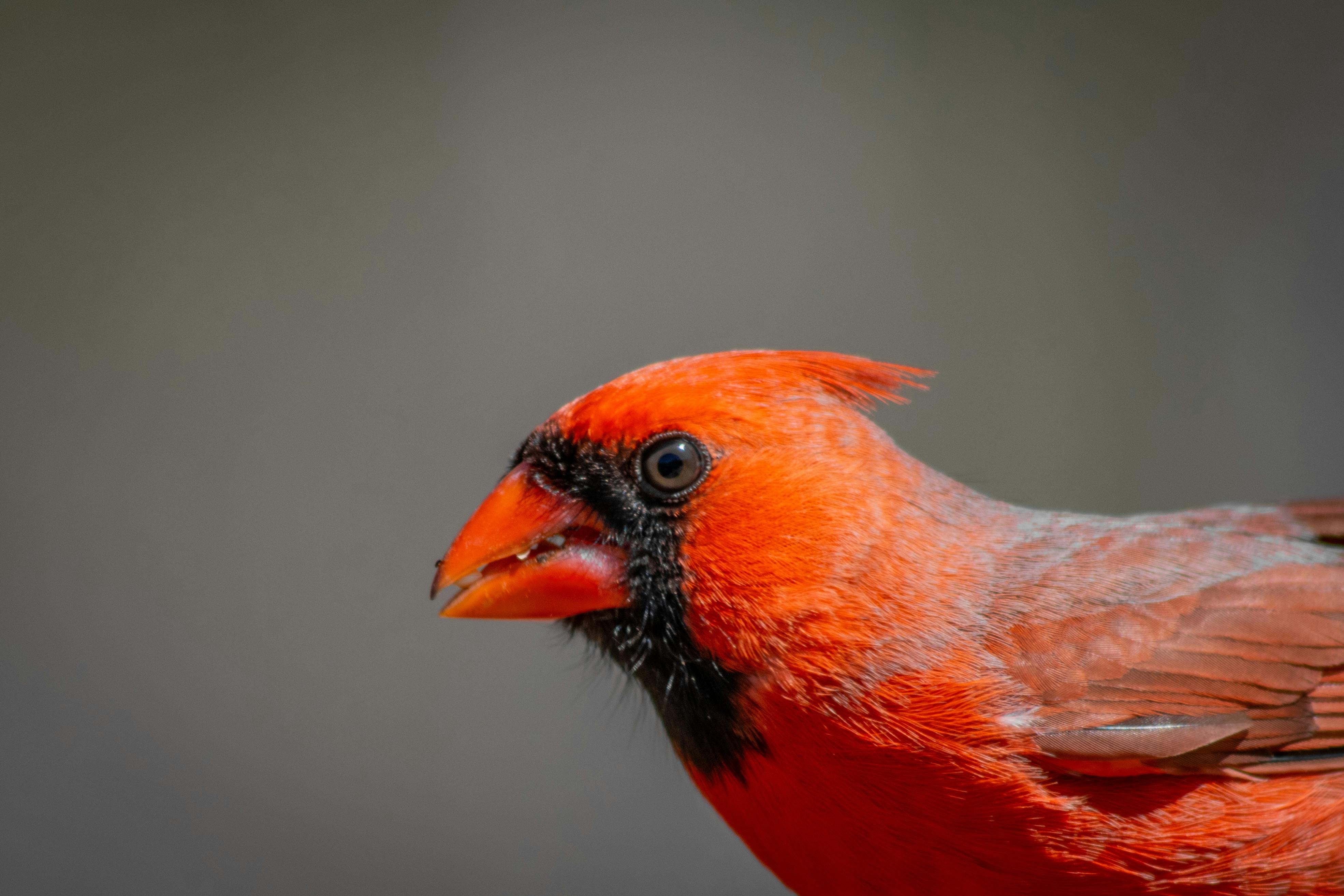 Close-up of Red Cardinal Head · Free Stock Photo