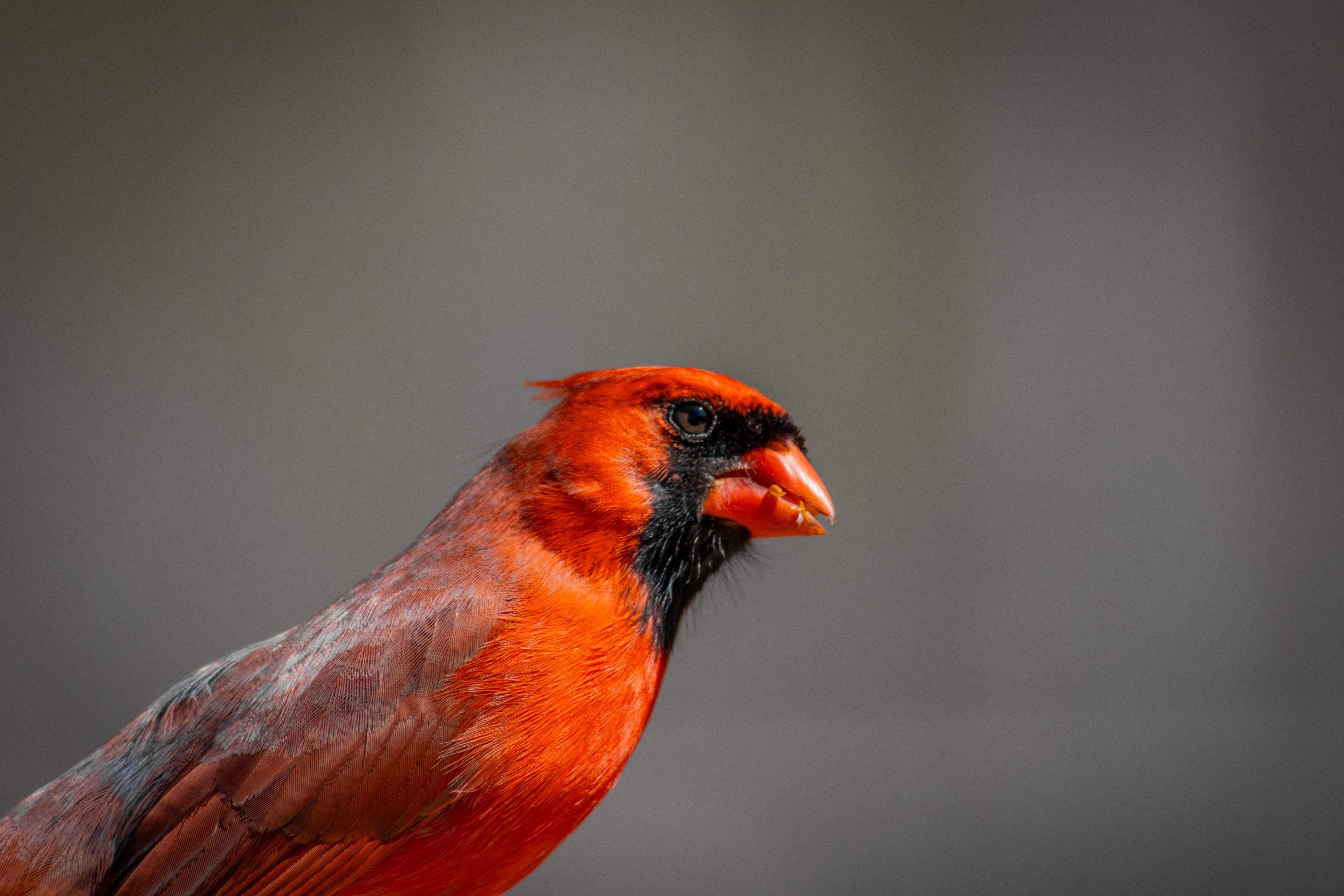 Foto profissional gratuita de américa do norte, animais selvagens ...