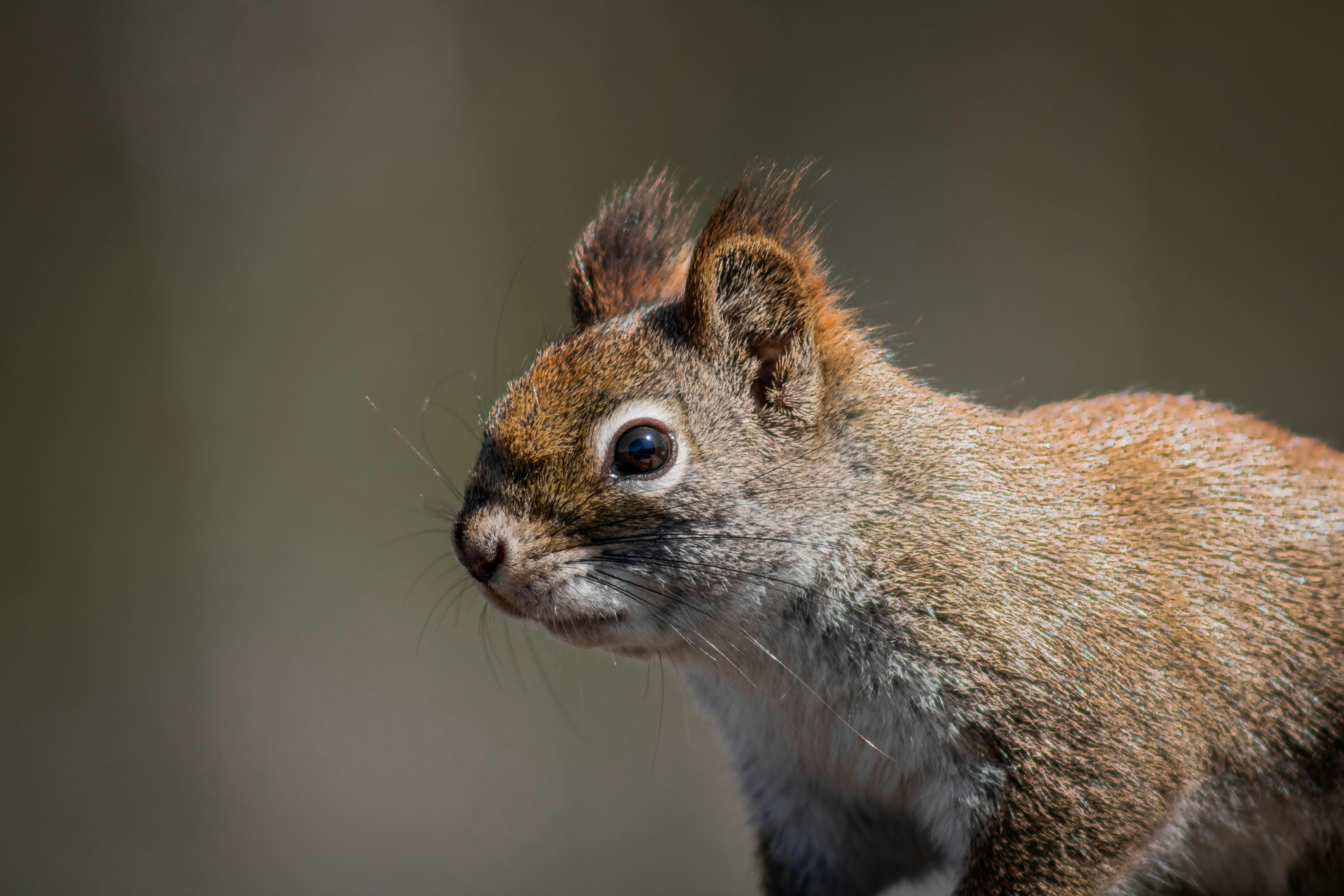 Cute Red Squirrel · Free Stock Photo