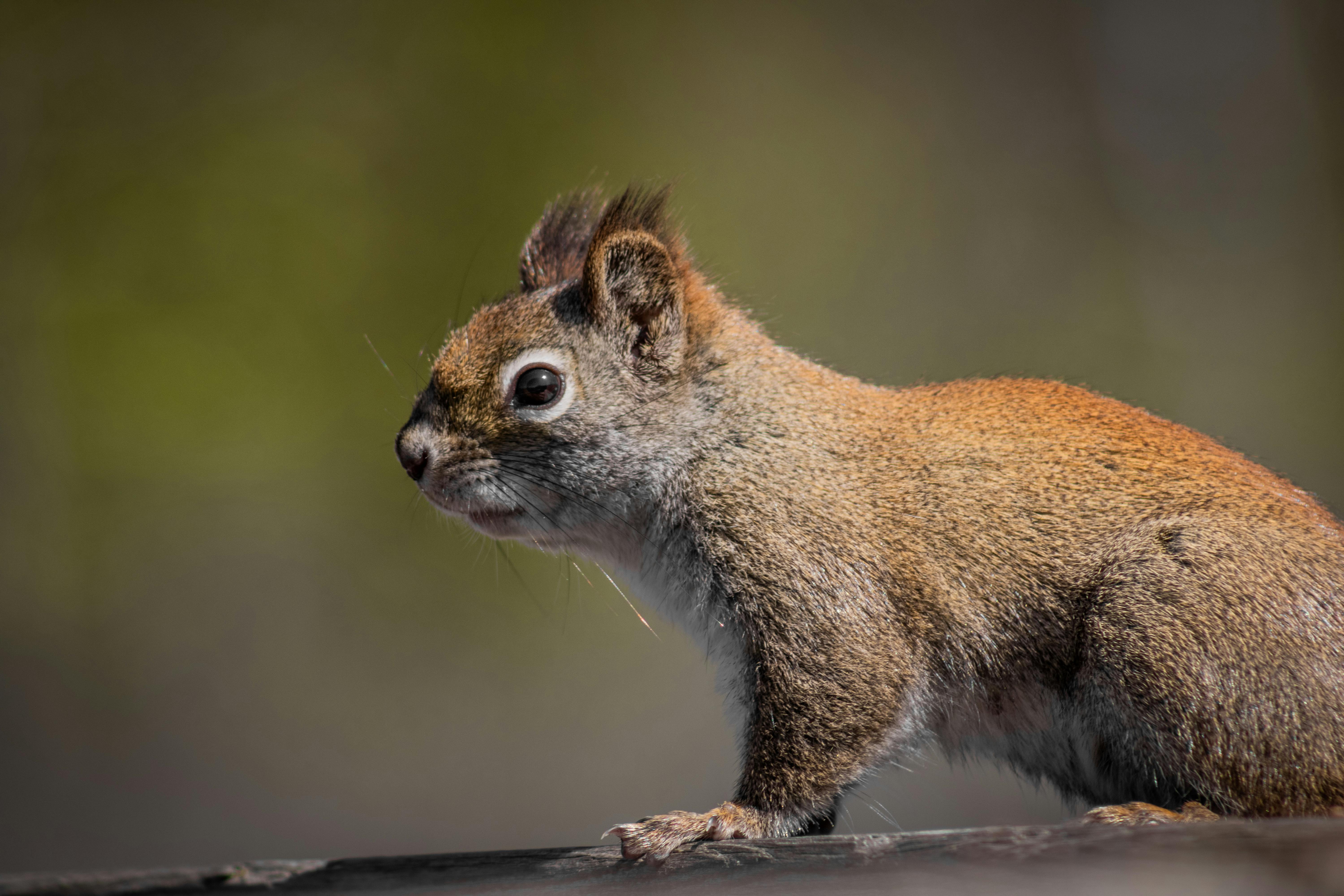 Selective Focus of Squirrel · Free Stock Photo