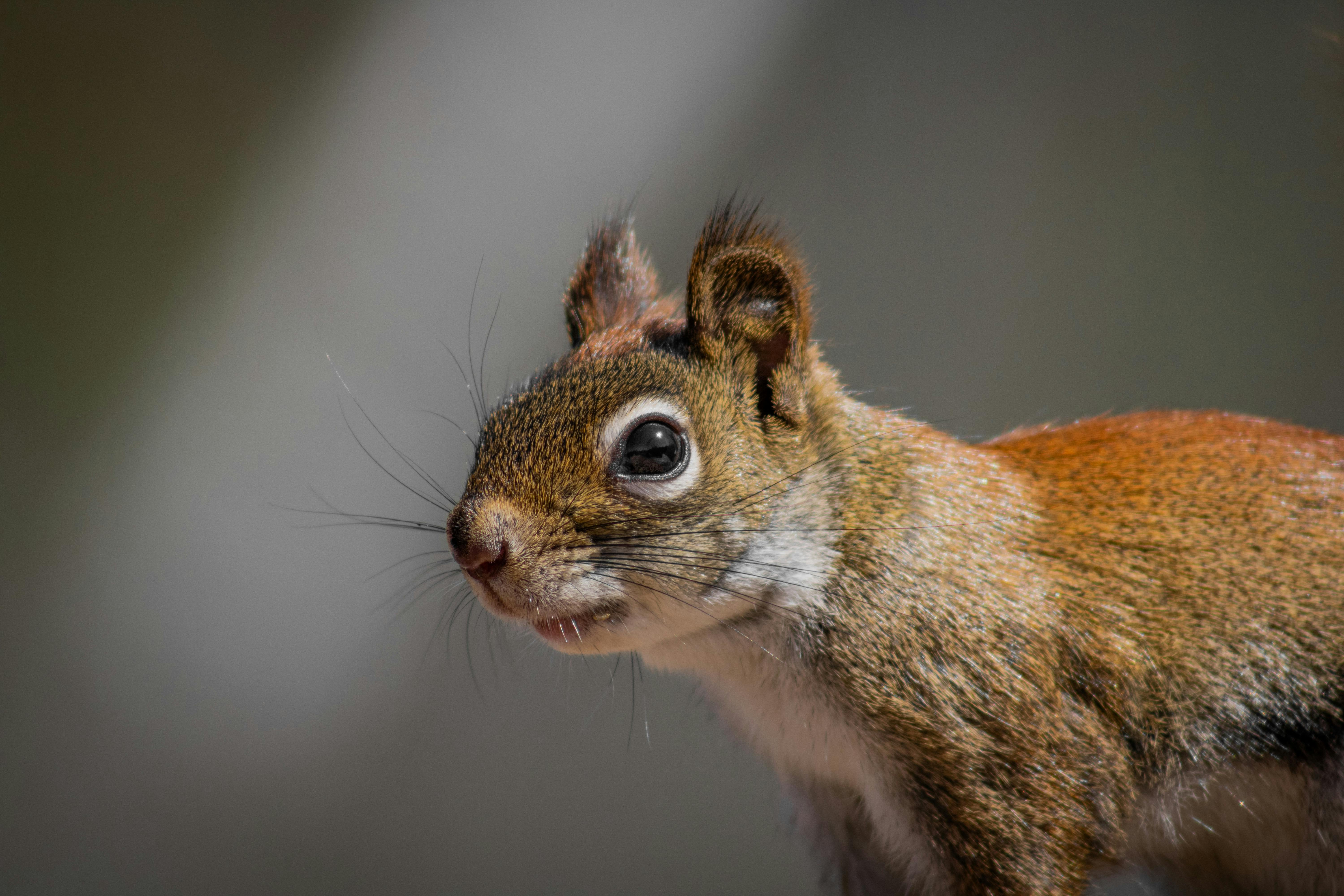 Selective Focus of Squirrel · Free Stock Photo