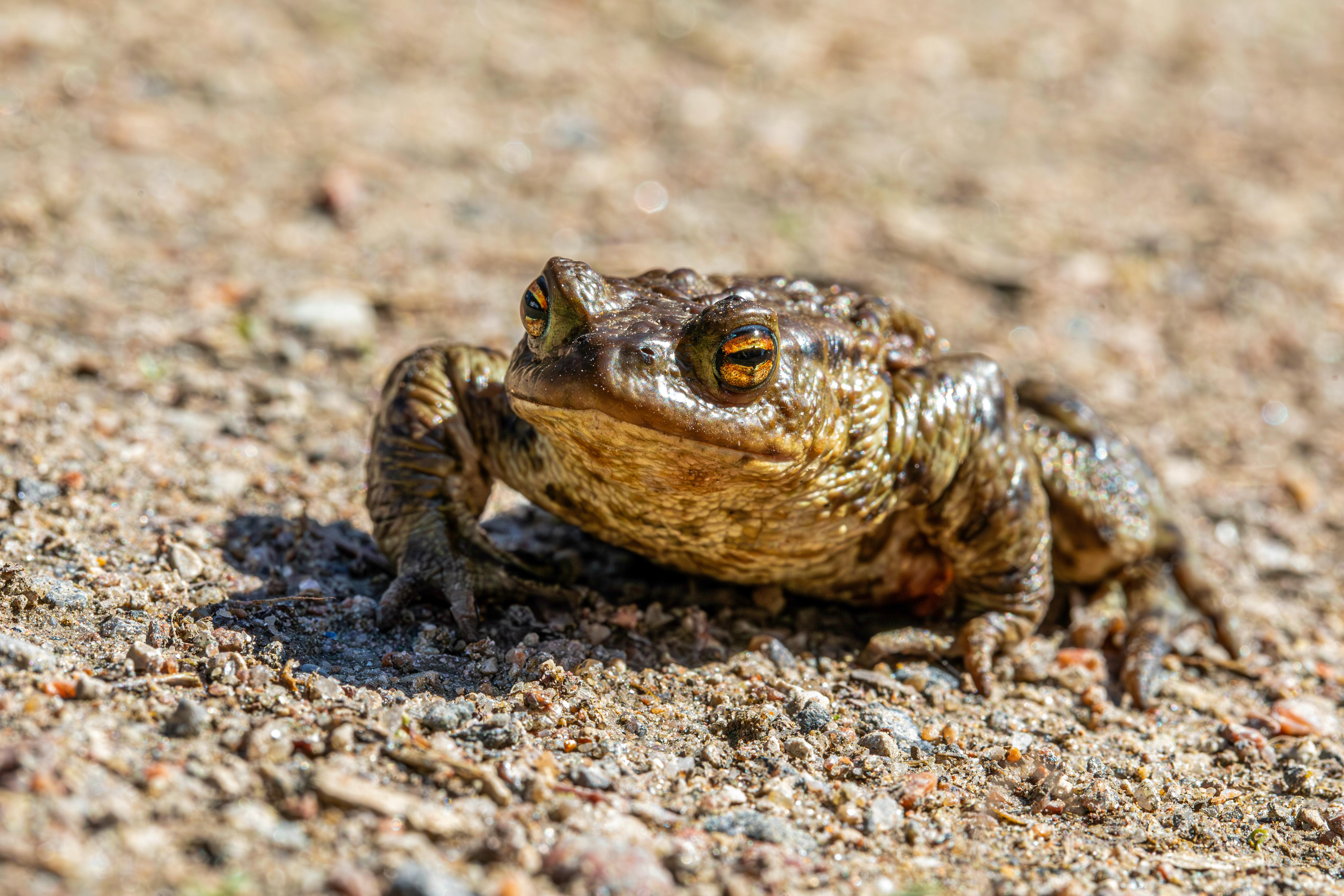 Common Toad on Ground · Free Stock Photo