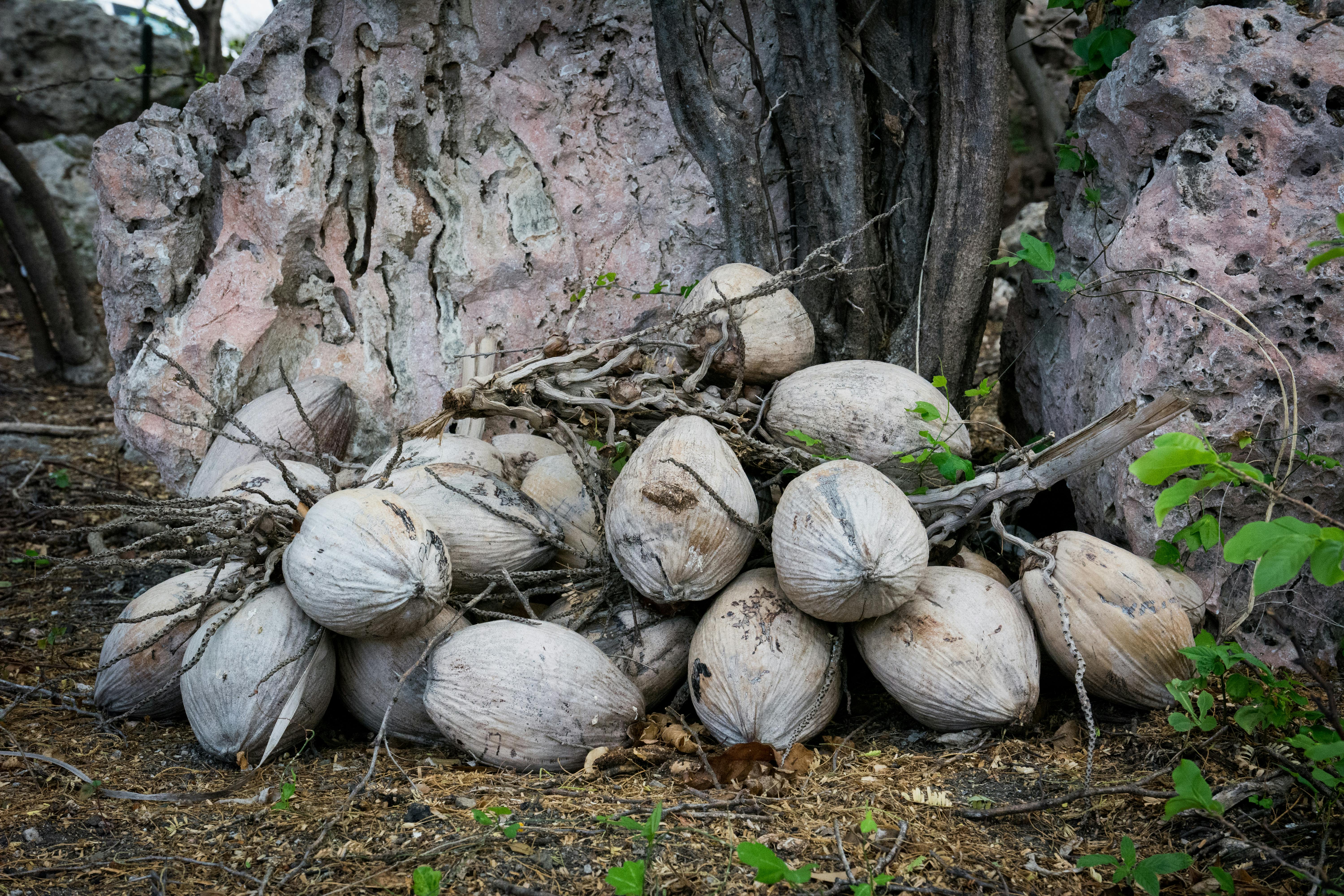 Coconut Husks Photos, Download The BEST Free Coconut Husks Stock Photos ...